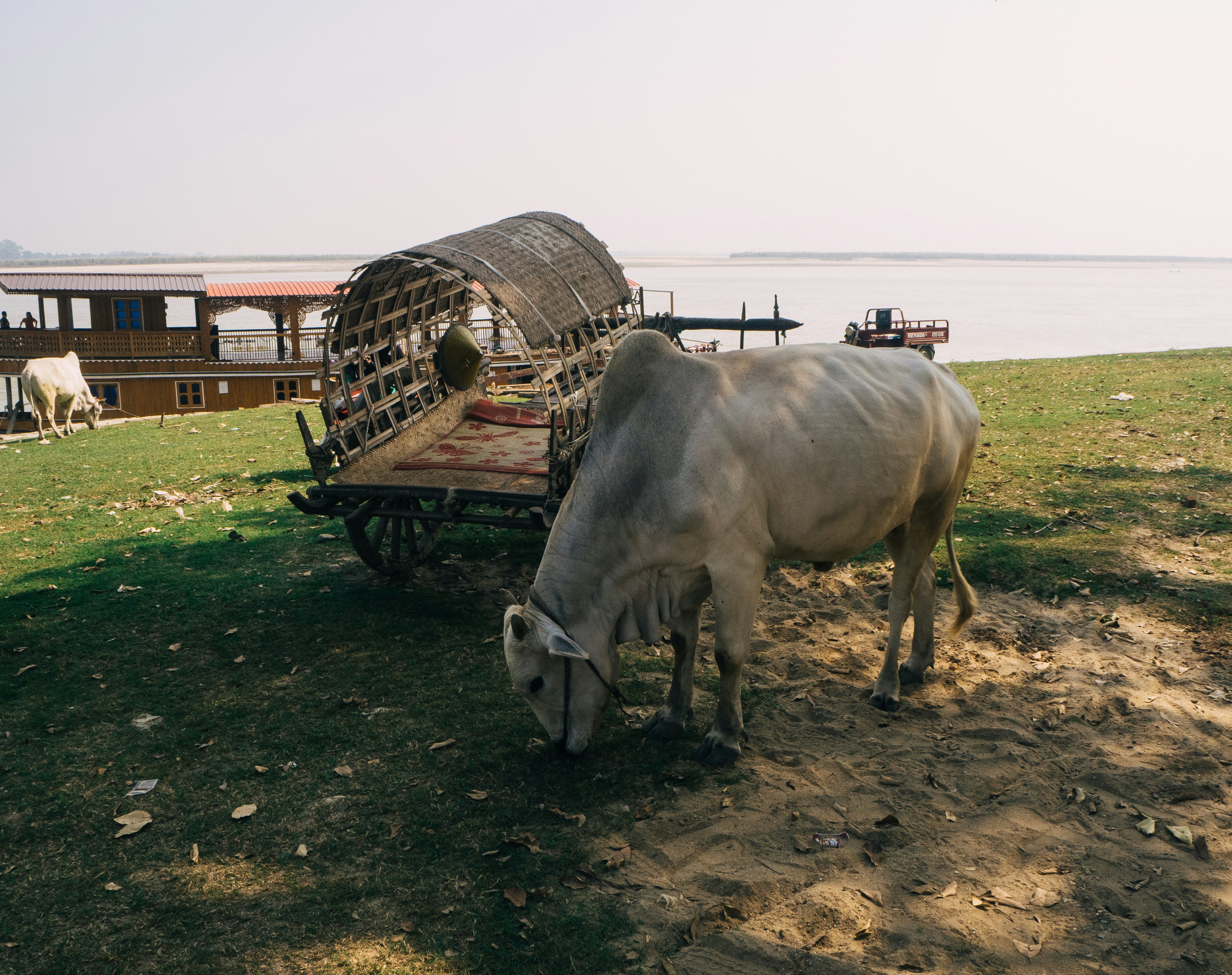 Grazing by the Lakeside: a White Cow and the Weathered Cart
