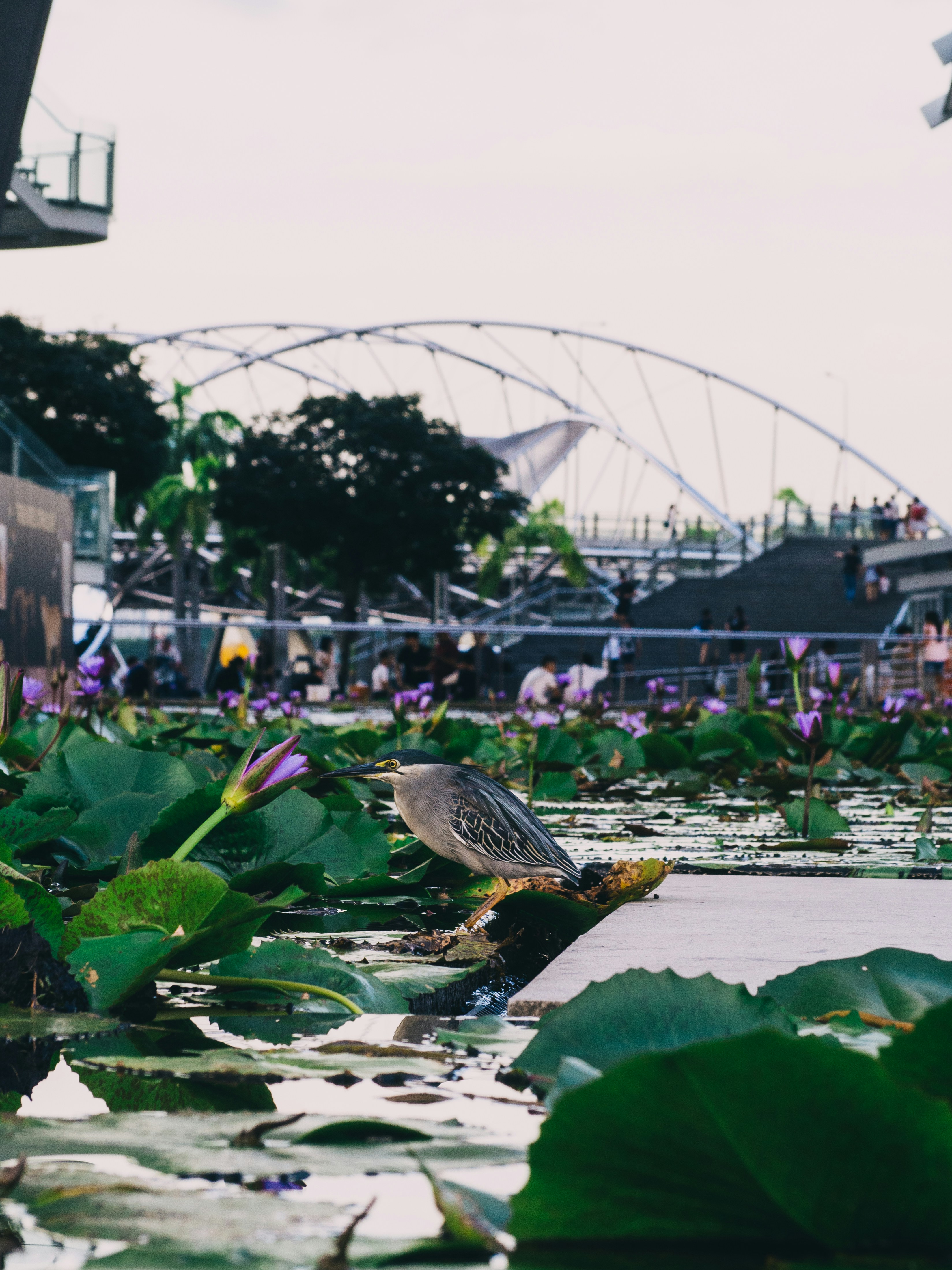 Lily-pad Sentinel: A small warbler pauses at the pond's edge among lotus