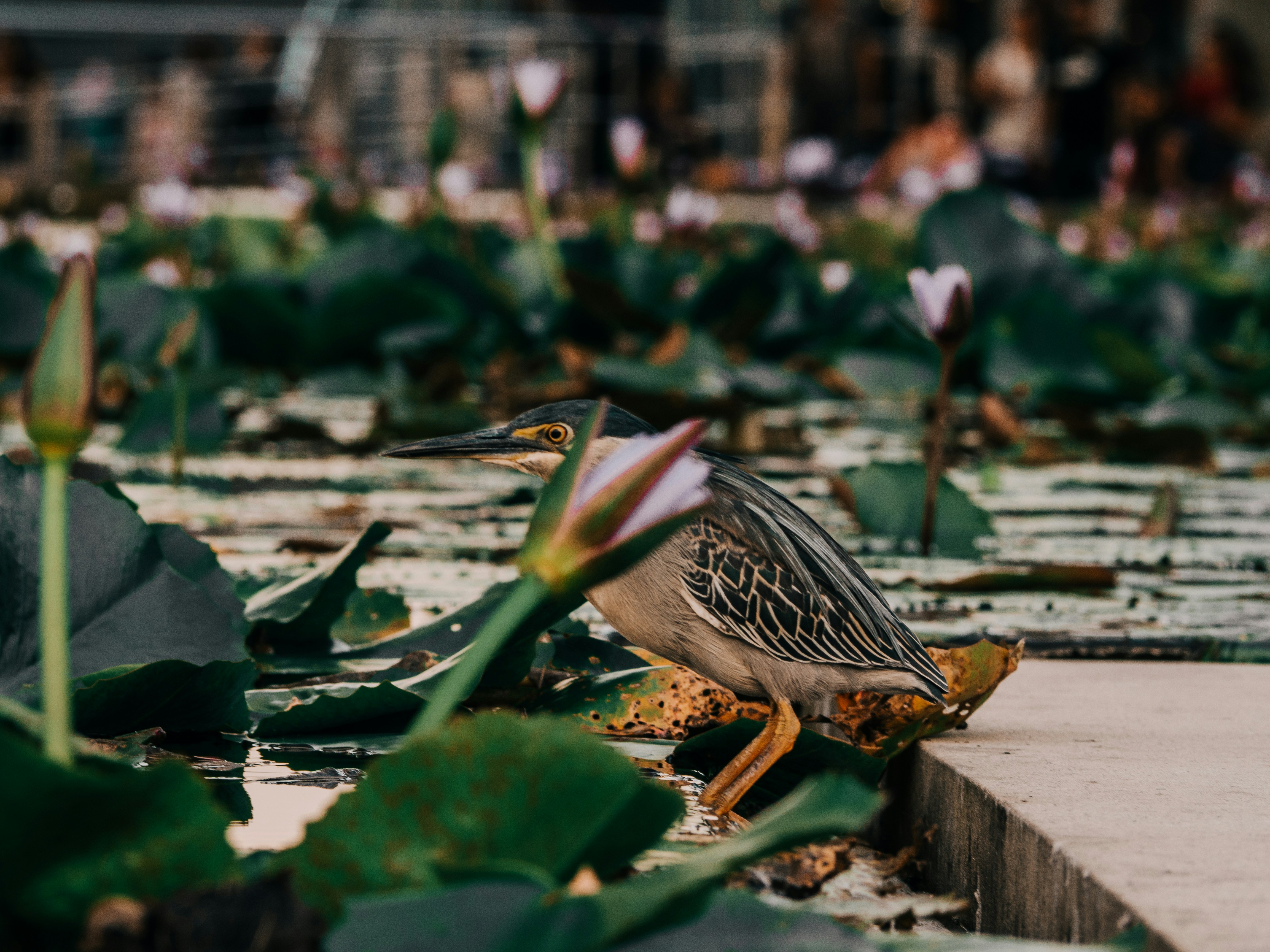 Edge of Quiet: Heron Perches Among Lily Pads by a City Pond