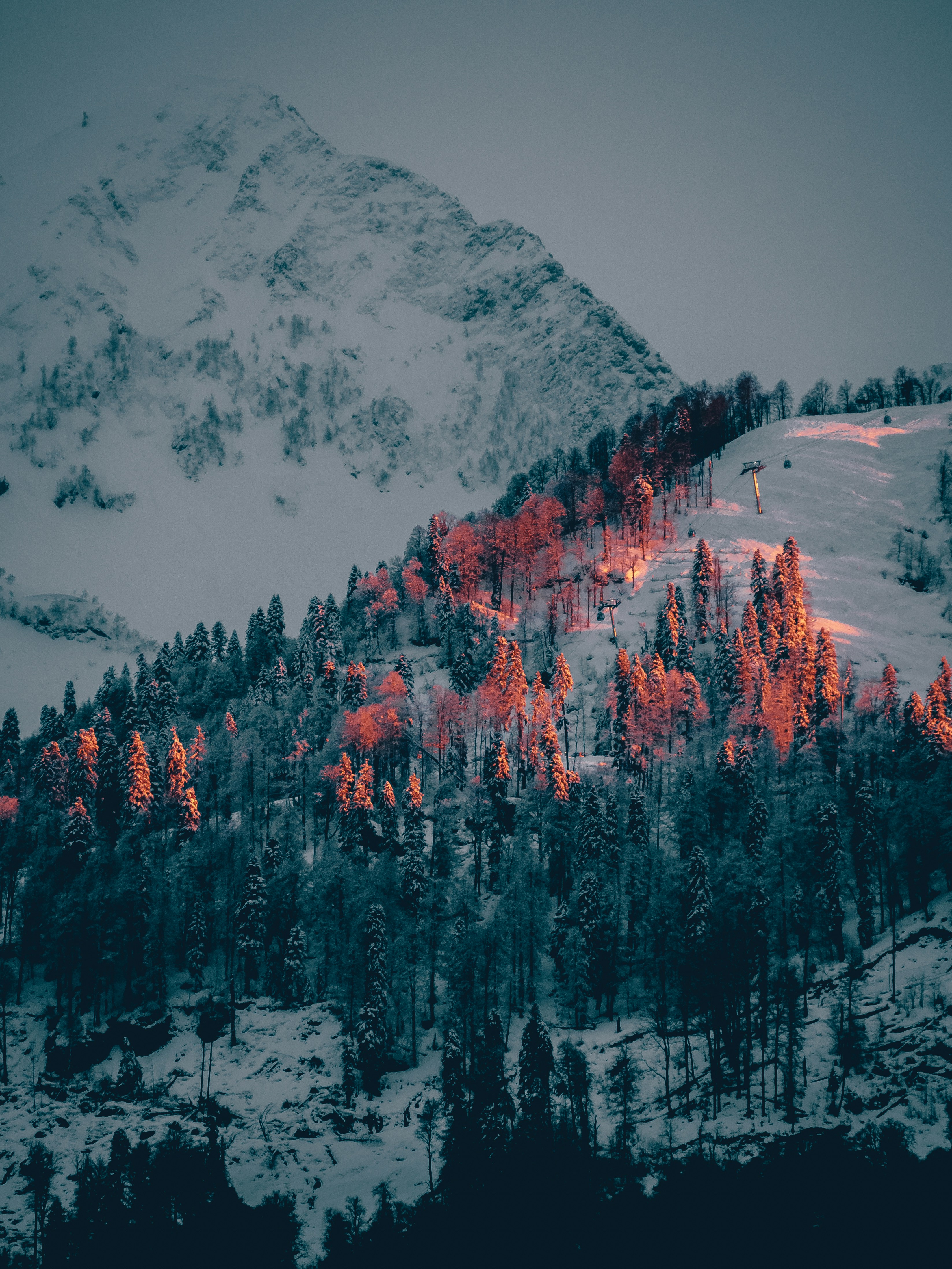 Sunlit Pines Draped in Warm Evening Light Across a Snowy Alpine Slope