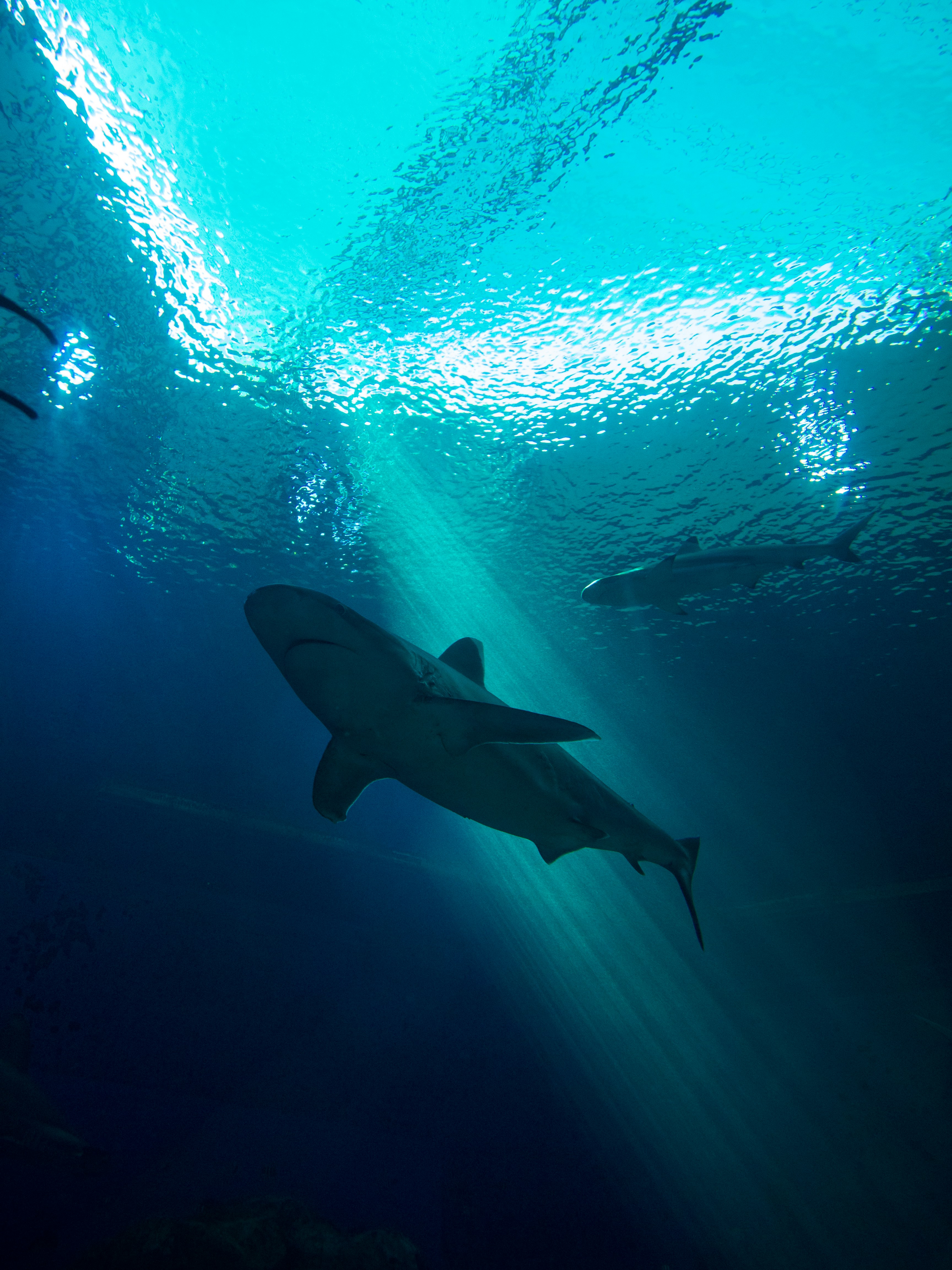 A group of sharks swimming in the ocean photo – Free Water Image on ...