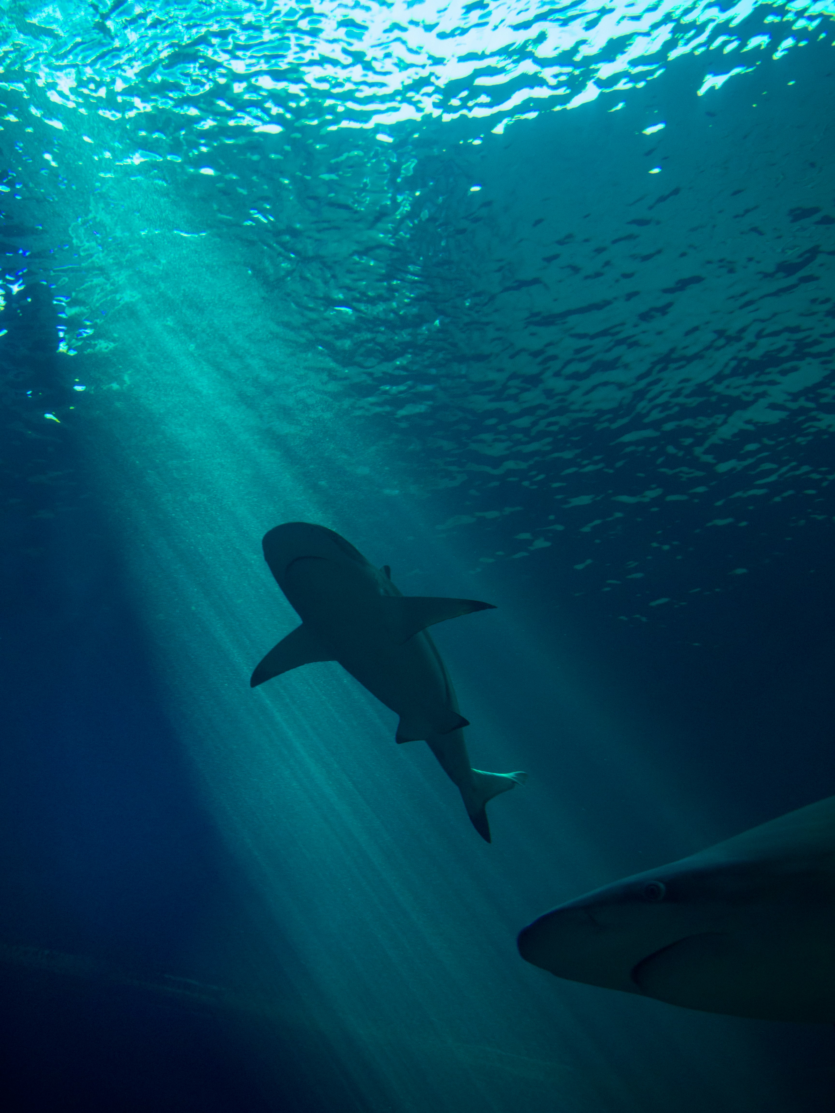 A sleek shark glides gracefully through illuminated waters, with beams of light piercing the surface above. The serene underwater scene captures the essence of ocean life.