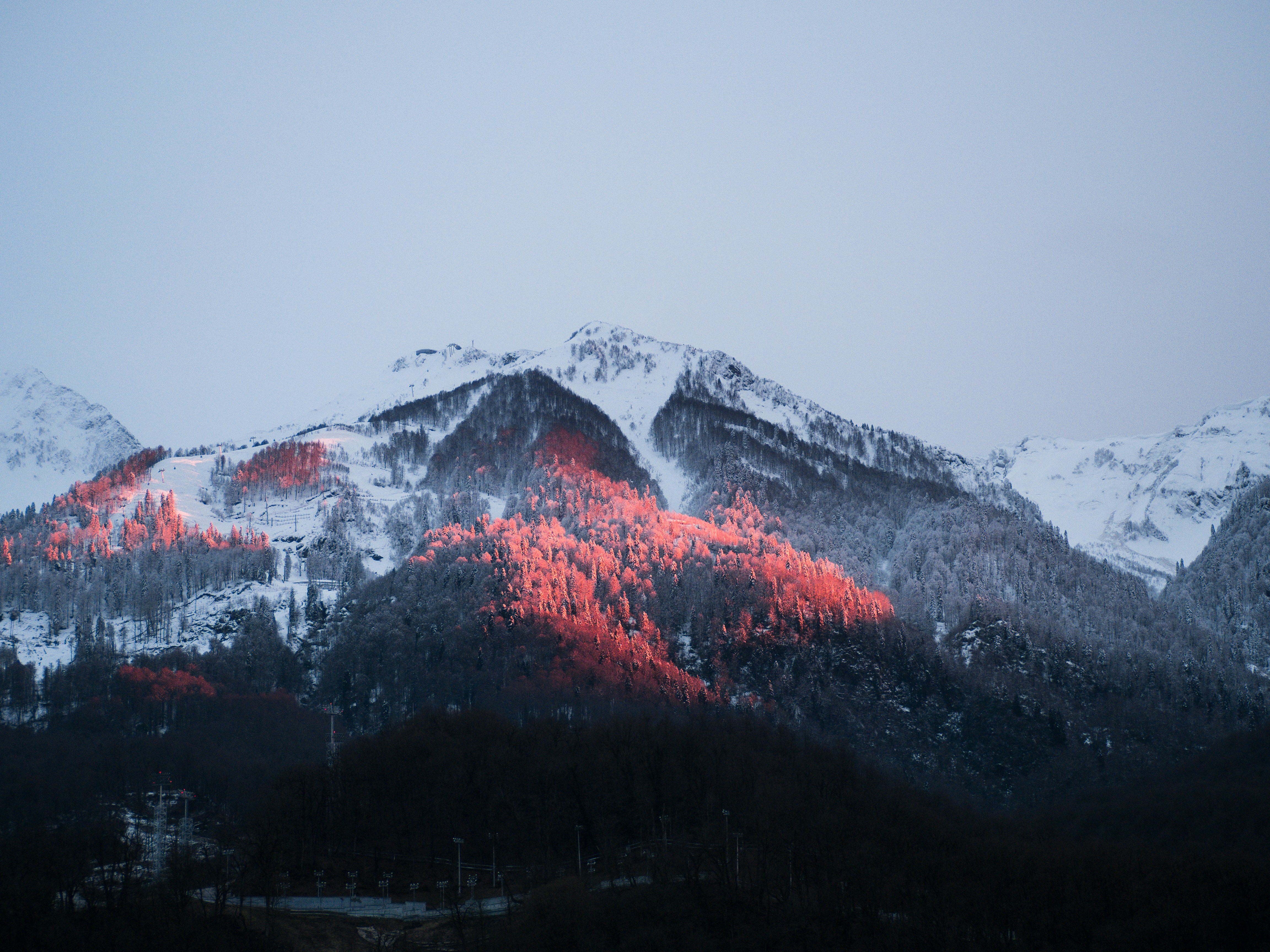 Crimson Crest: Sunlit Trees on a Winter Ridge