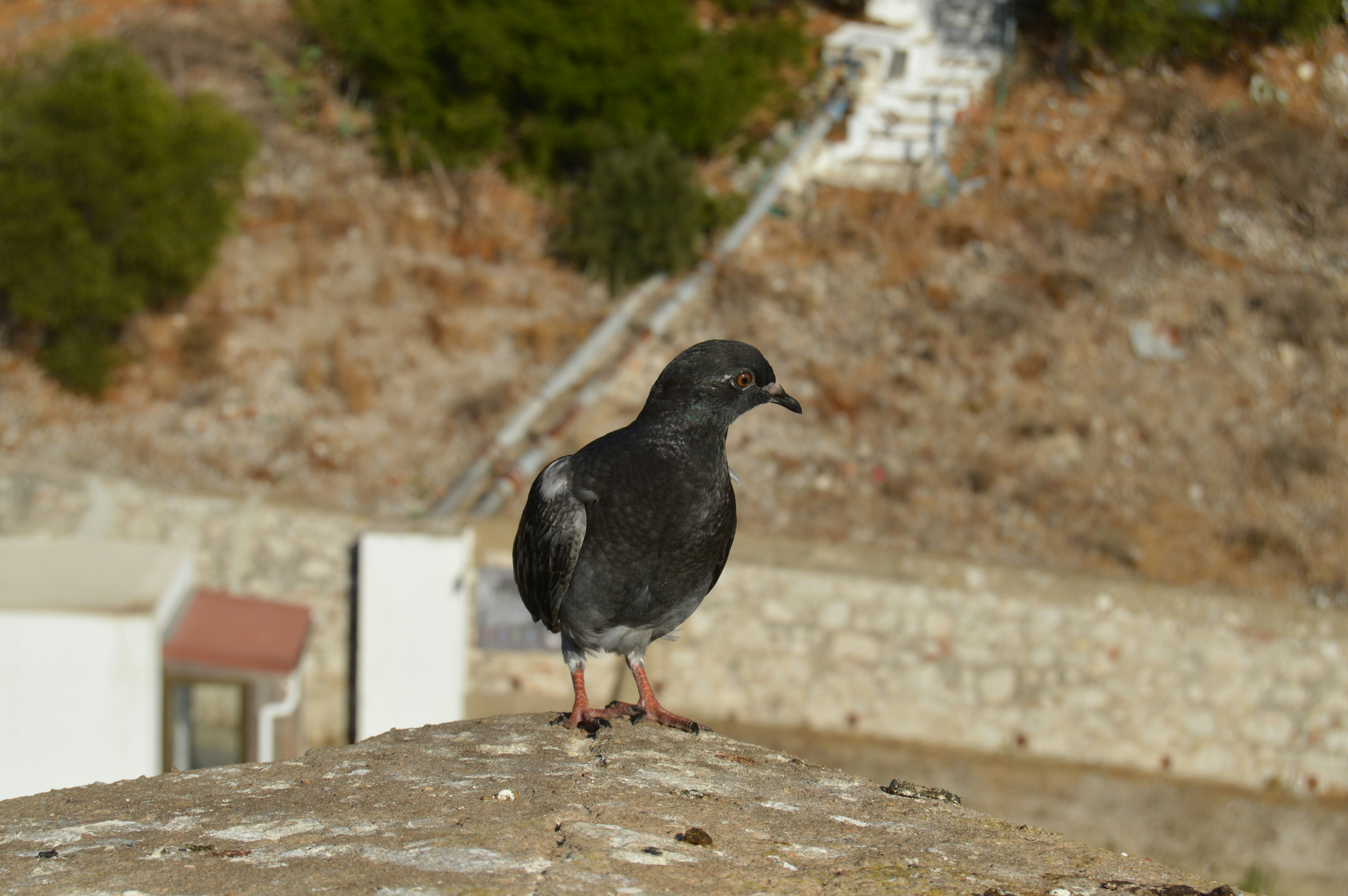 A Sentinel on Stone: Pigeon perches on sunlit ledge with hillside backdrop