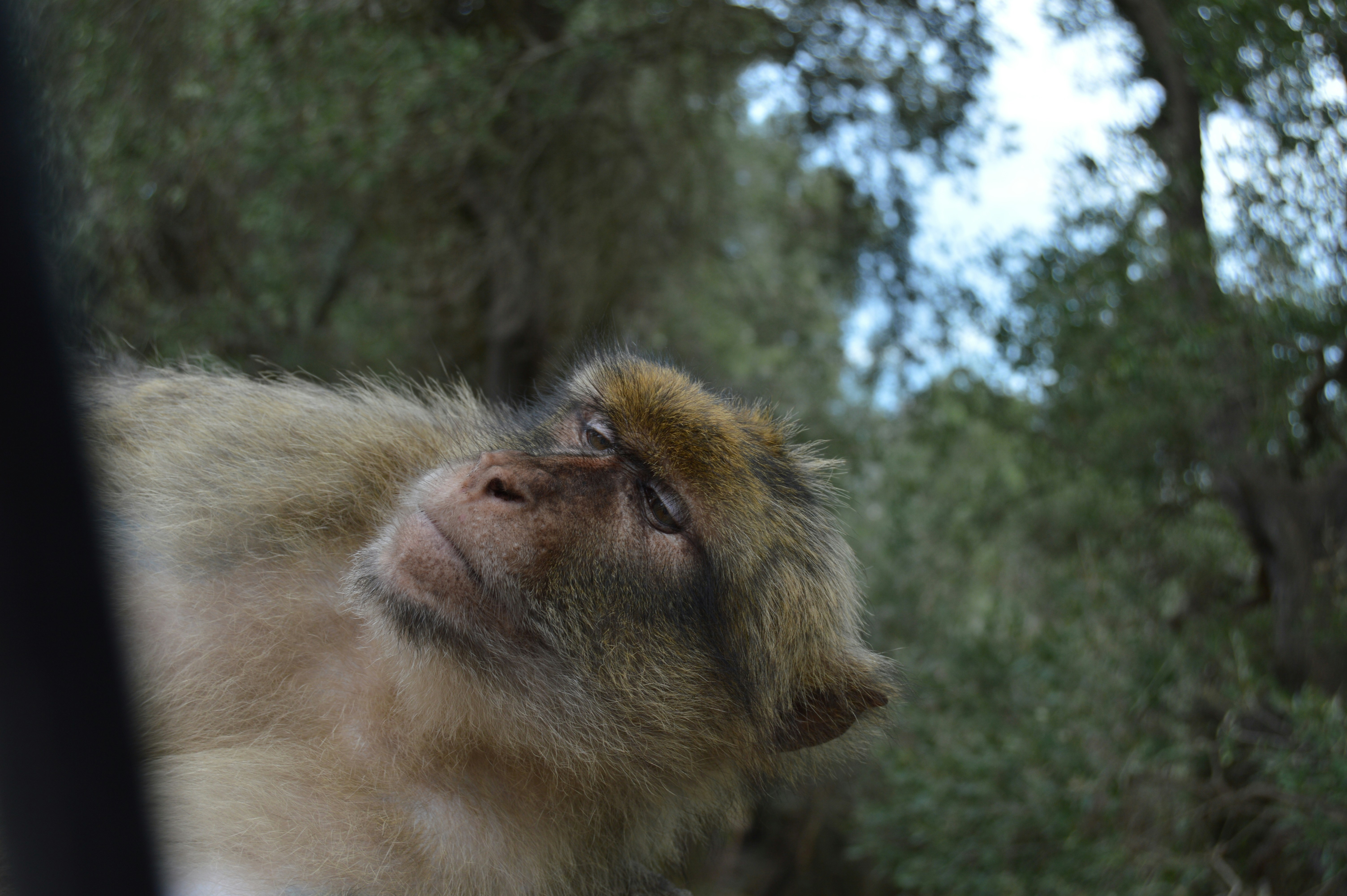 A monkey is looking out of a car window photo – Free Monkey Image on ...