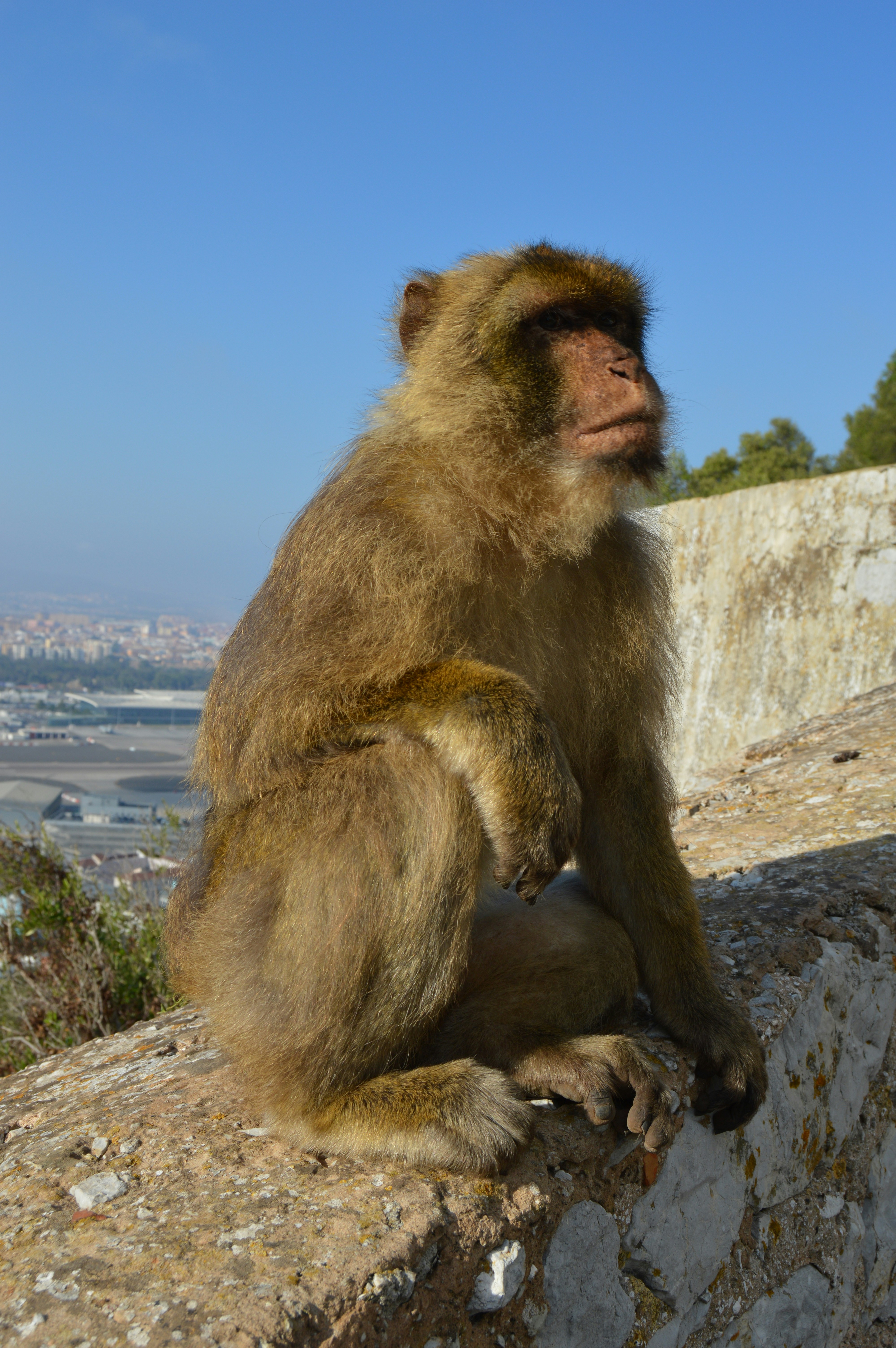 Barbary macaque perched on a sunlit fortress wall, surveying the harbor city