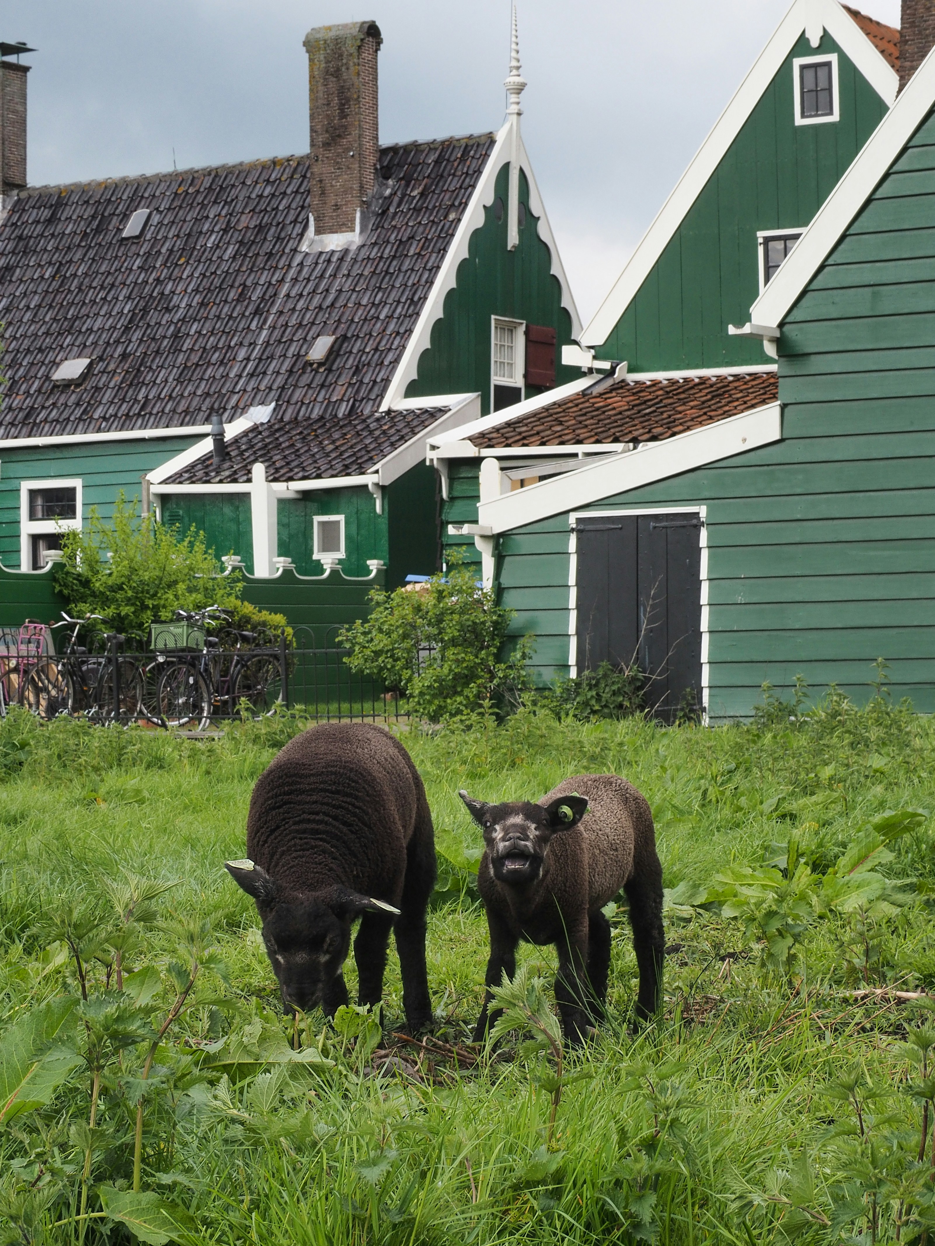Grazing Duo Before Green-Gabled Cottages