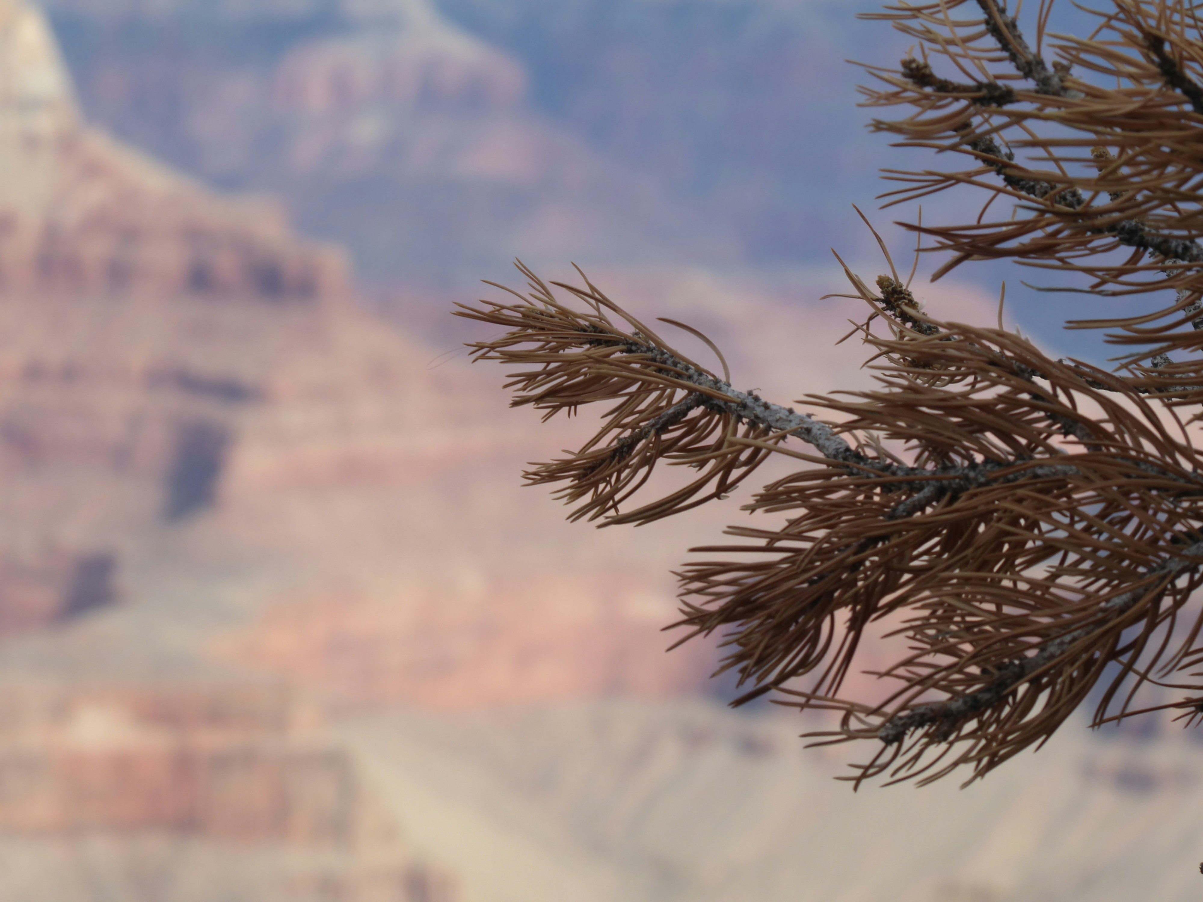 Granite Branch in Focus: Desert Rim Shadows