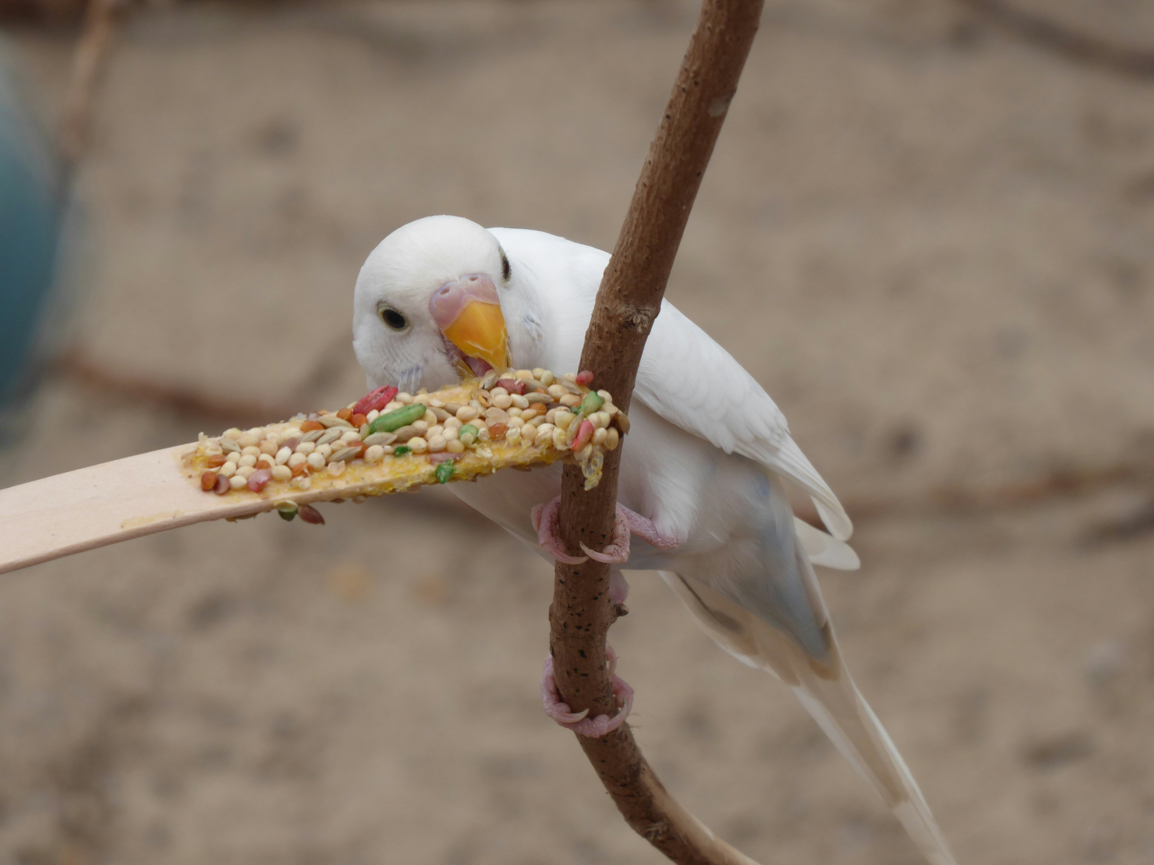 A white bird eating a piece of food on a stick photo – Free Parakeet ...