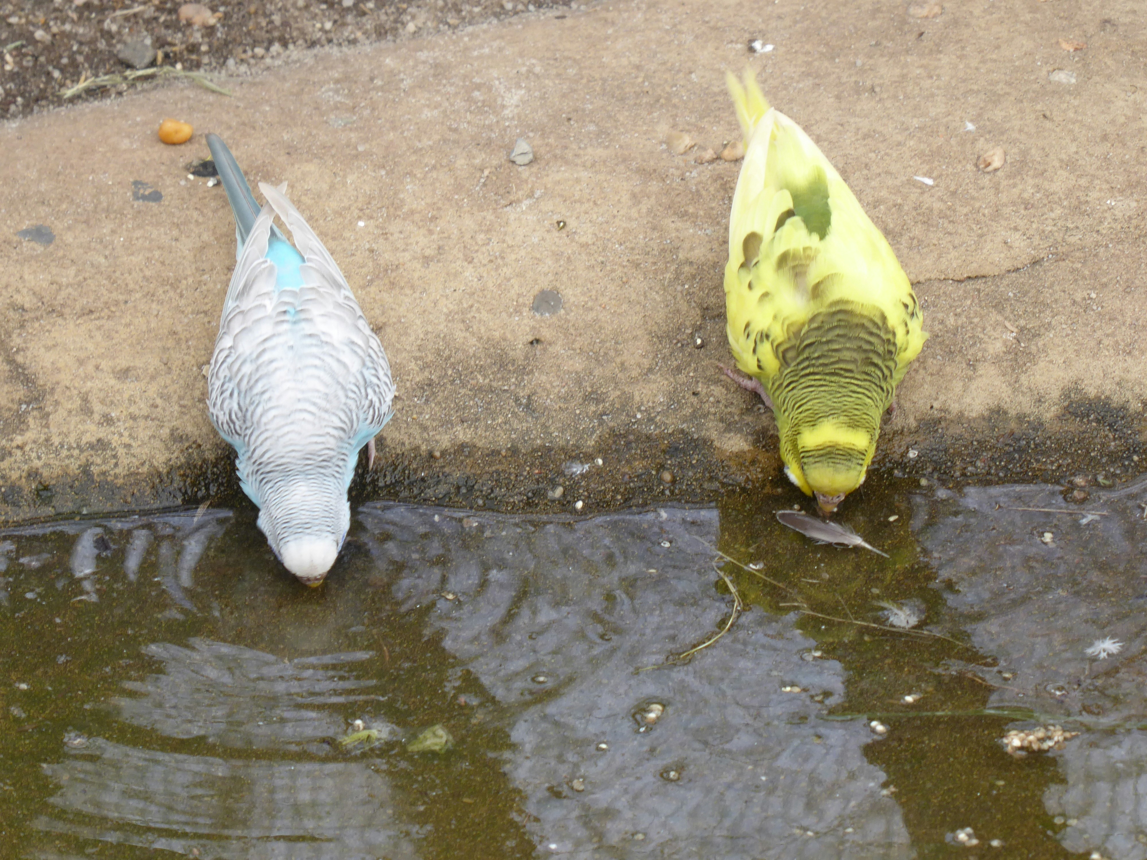Two Parakeets at the Water's Edge: Blue-Gray and Yellow-Green in Quiet Focus