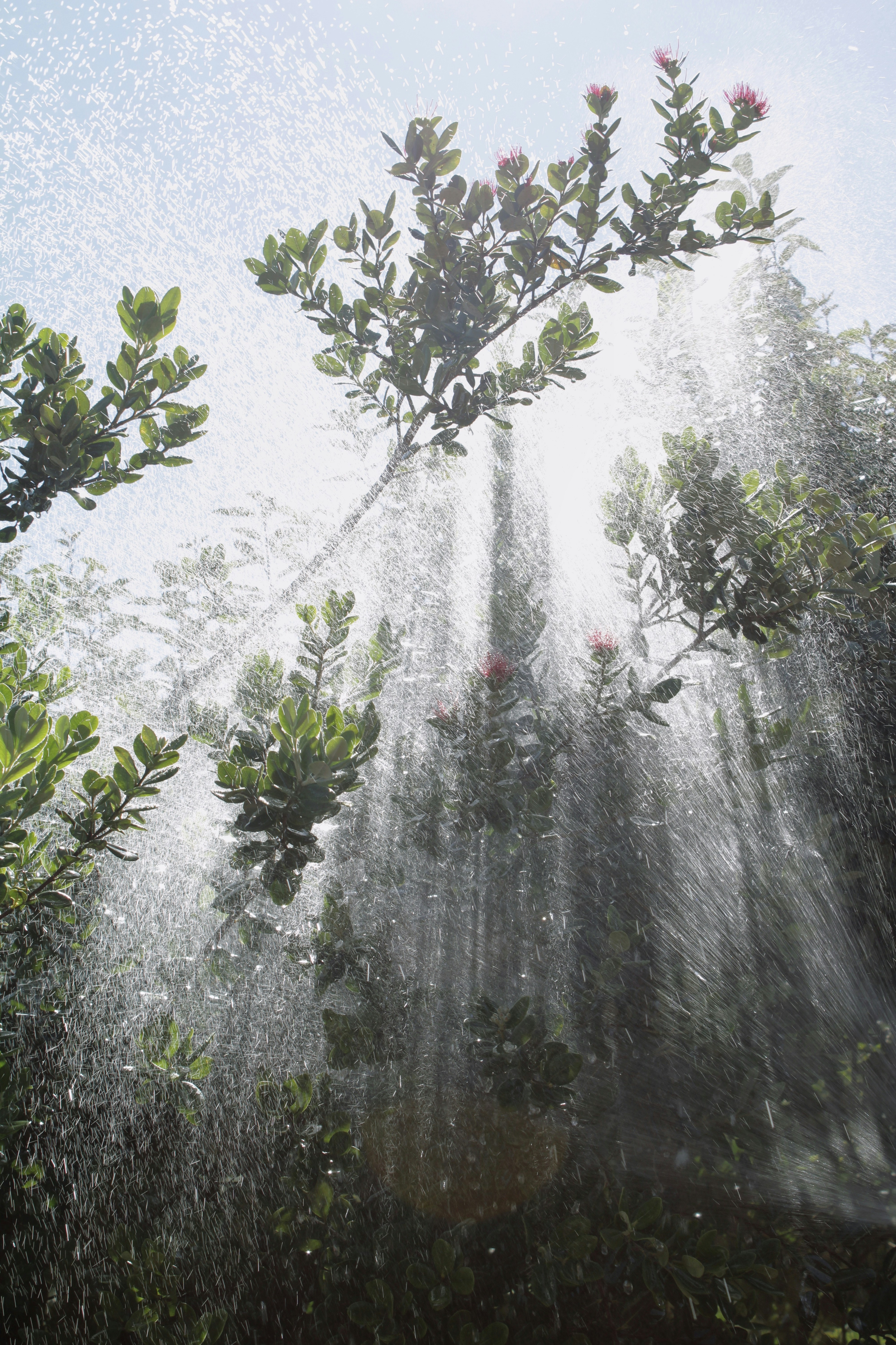 A sprinkle of water pouring from a tree photo – Free Plant Image on ...