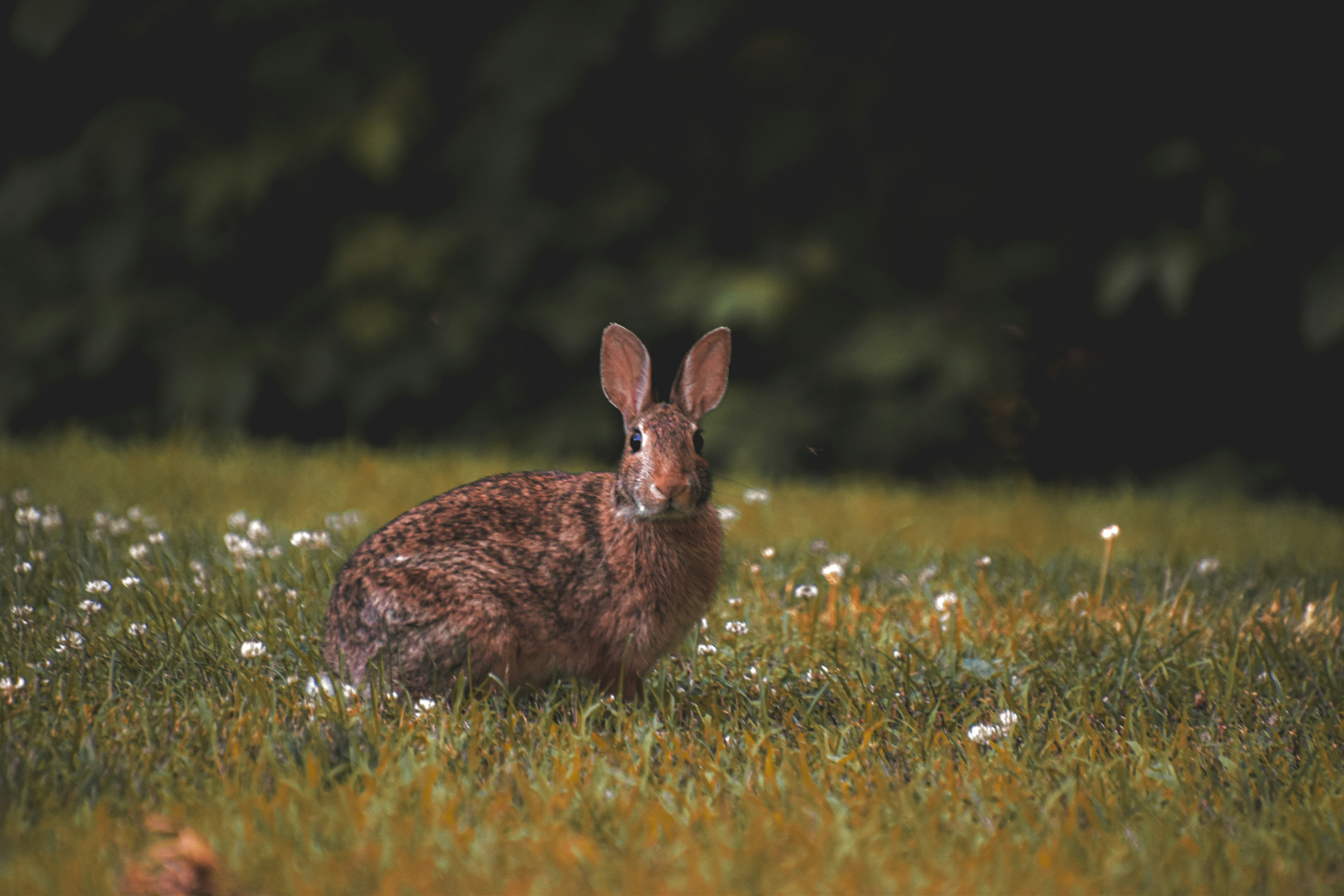 A rabbit sitting in a field of grass photo – Free New hampshire Image ...