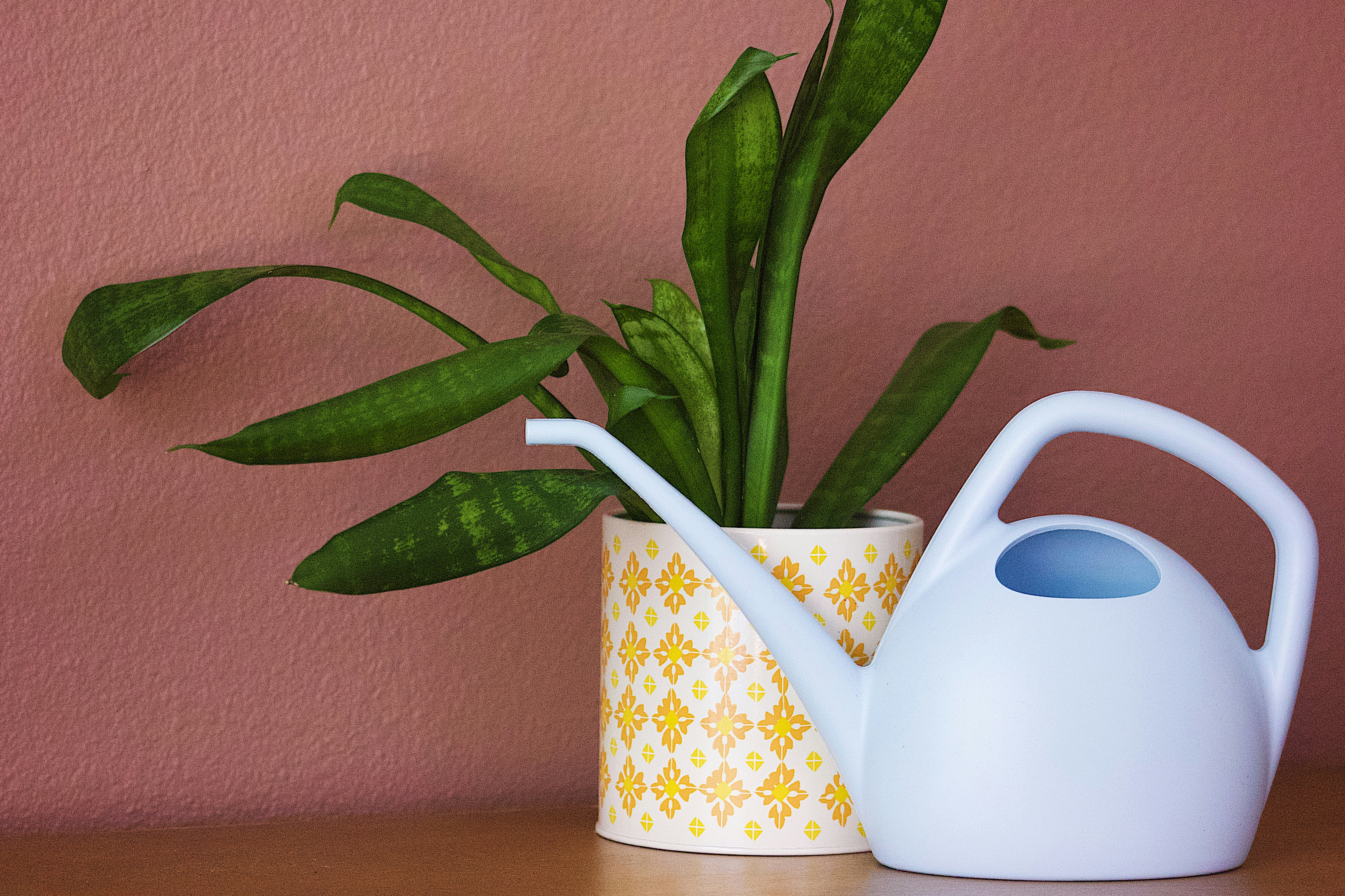 Pastel Quiet: Plant, Patterned Pot, and a White Watering Can