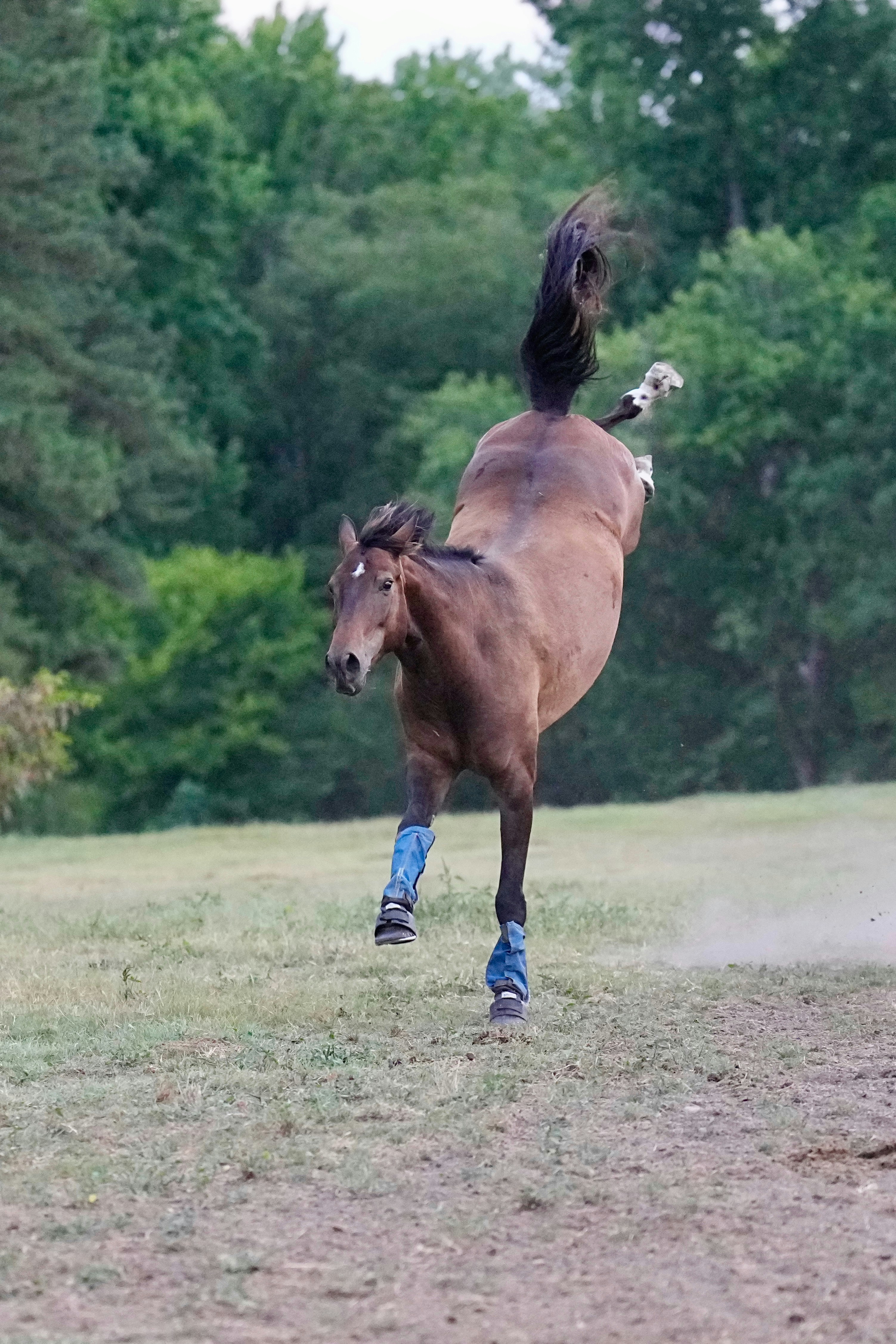 A horse is galloping in a field with trees in the background photo ...