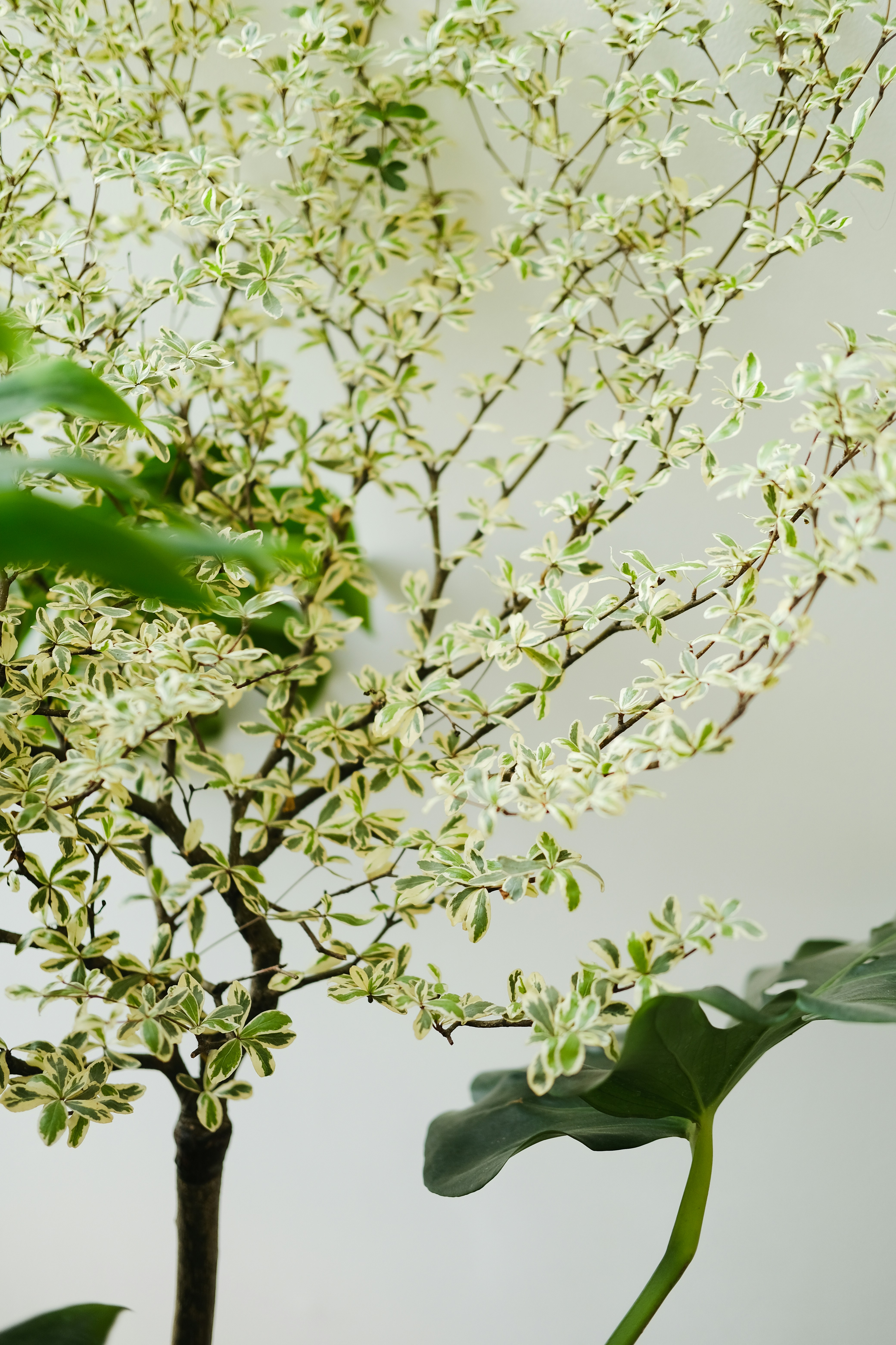 Delicate Variegation: Portrait of Cream-Edged Foliage