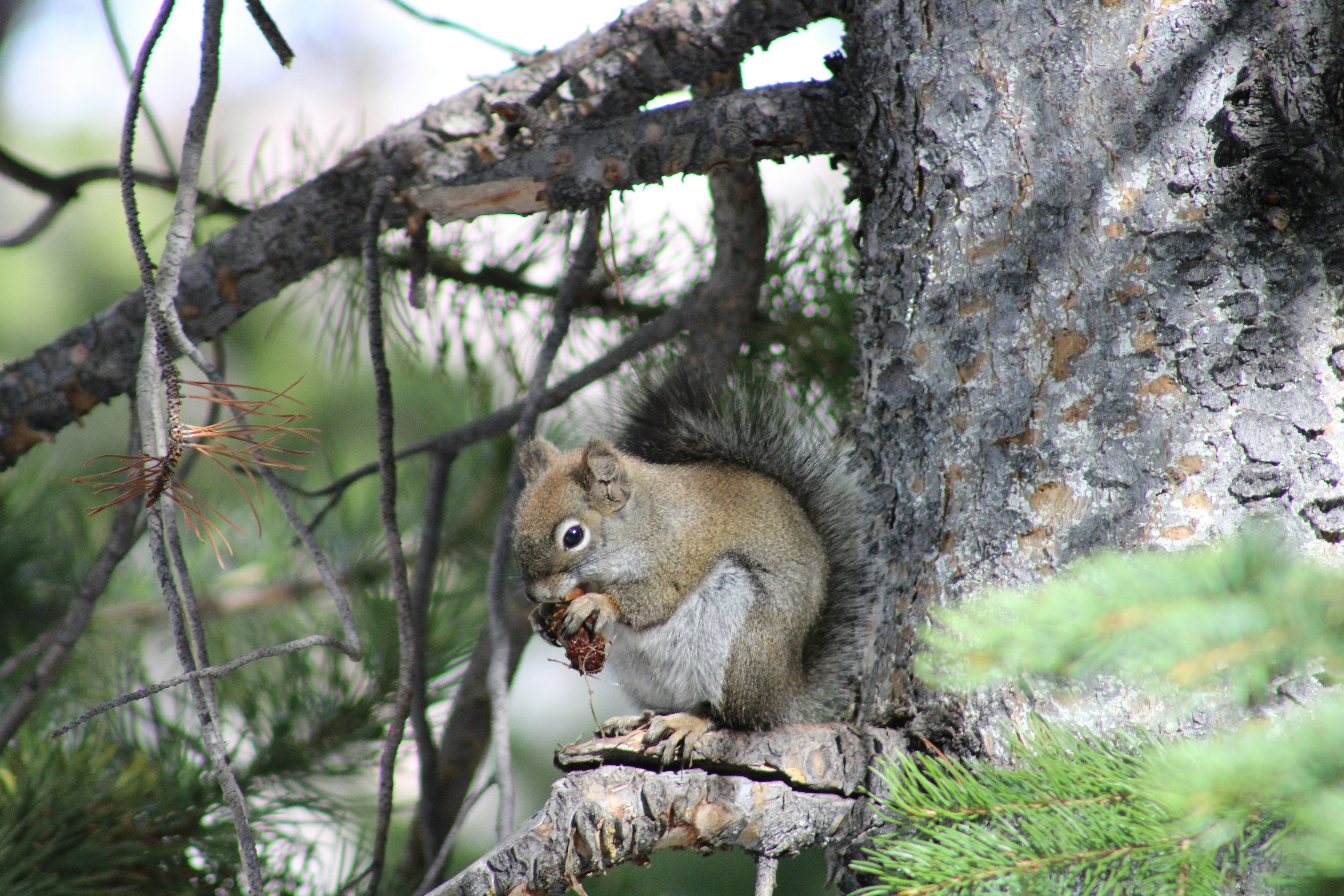 Nut-Grasp in the Pine Crown: Squirrel on a Mossy Branch