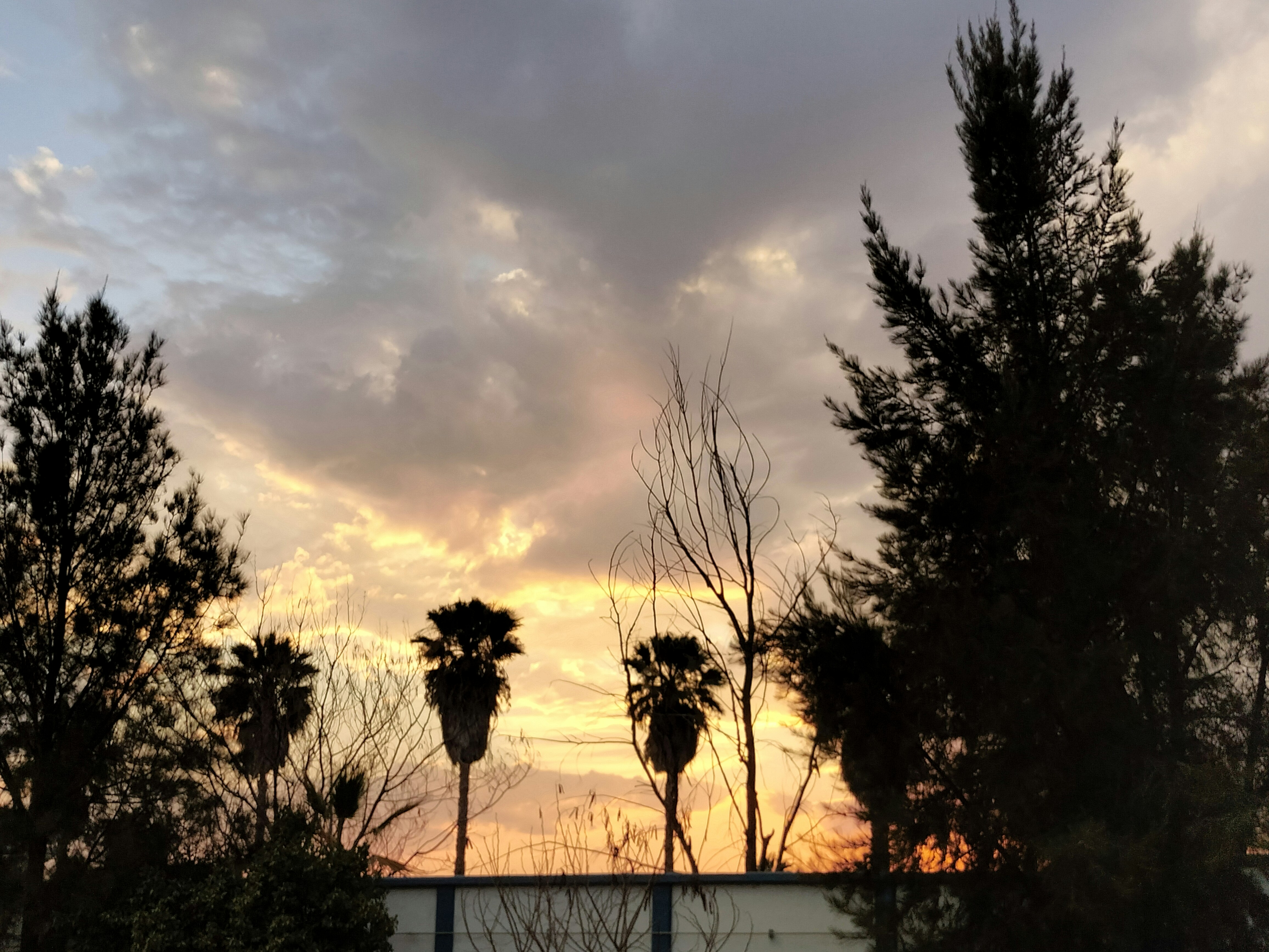 Sunset photograph capturing silhouetted palm fronds and bare branches along the horizon at dusk.