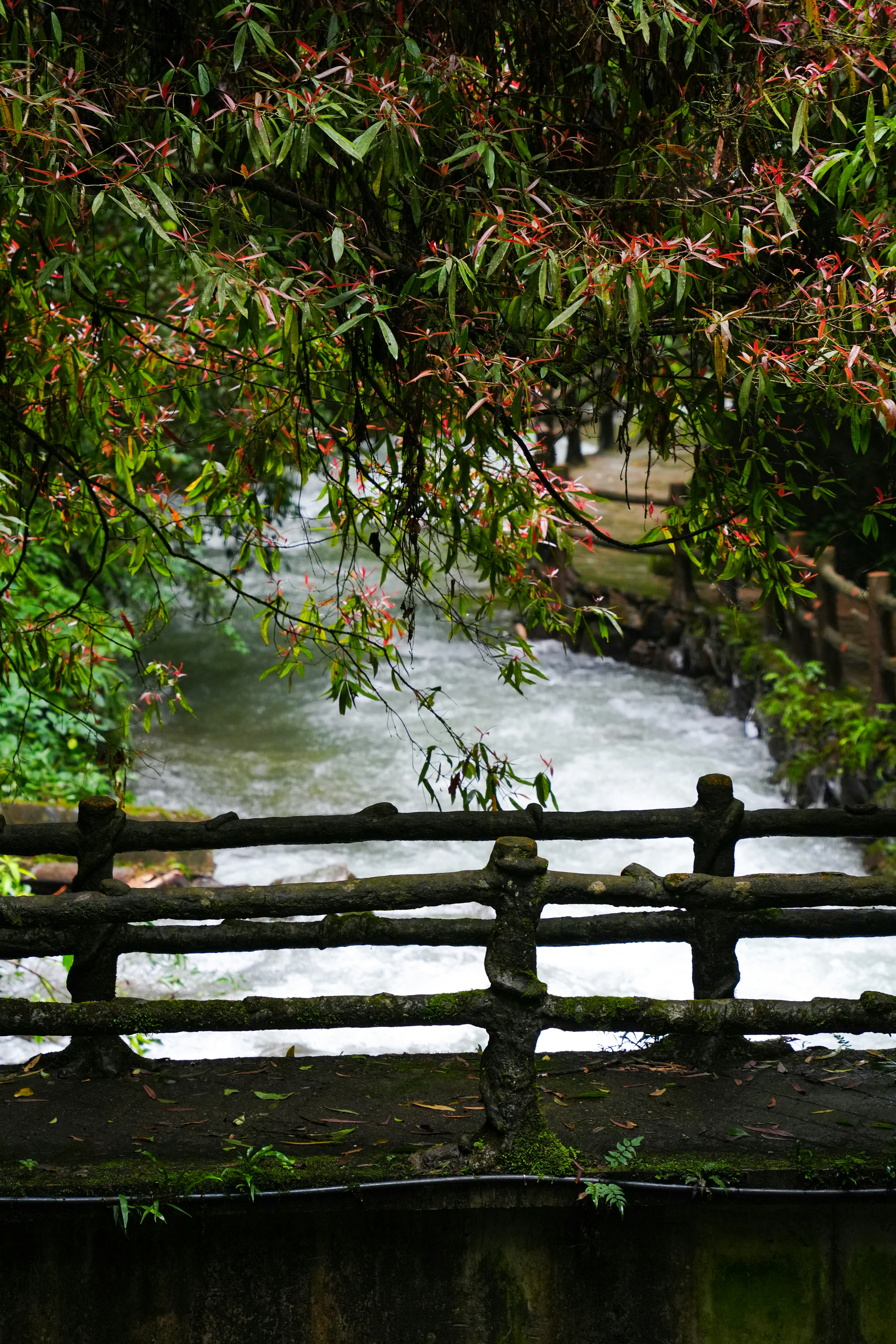 Overhanging Maple Frames a Murmuring River