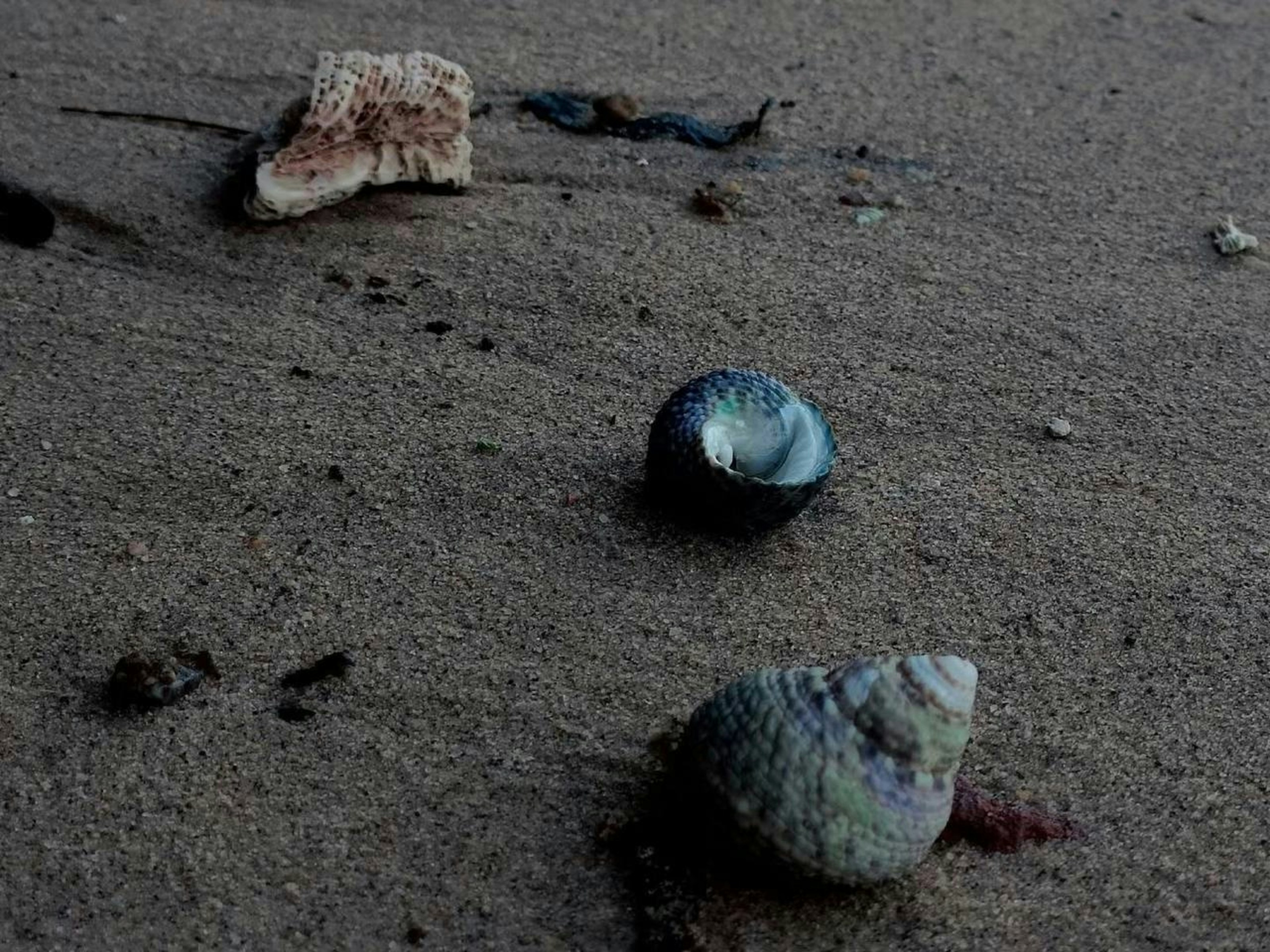 Three seashells on the sand at the beach photo – Free Singapore Image ...