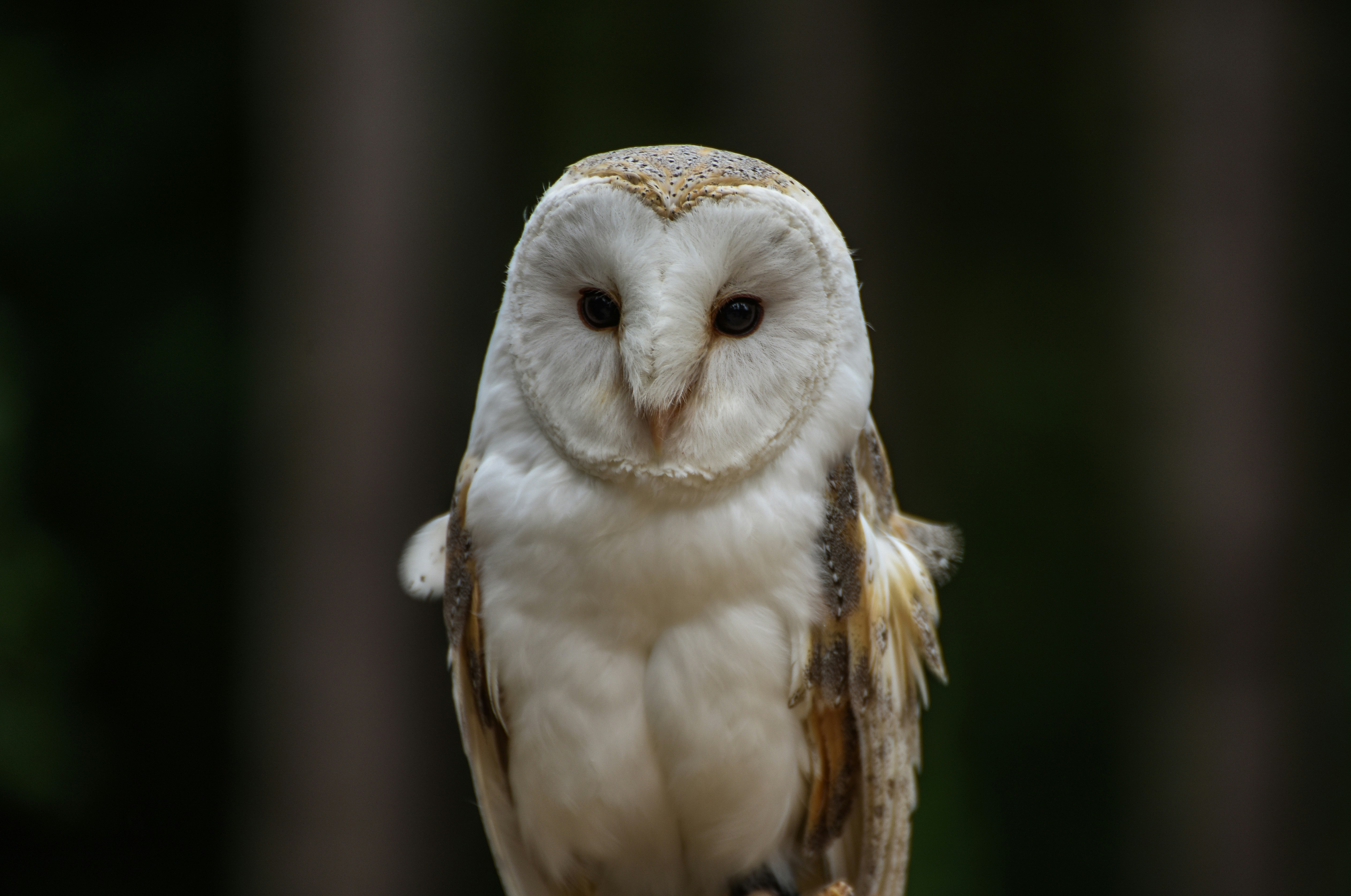 A barn owl perched on a branch in a forest photo – Free Animal Image on Unsplash