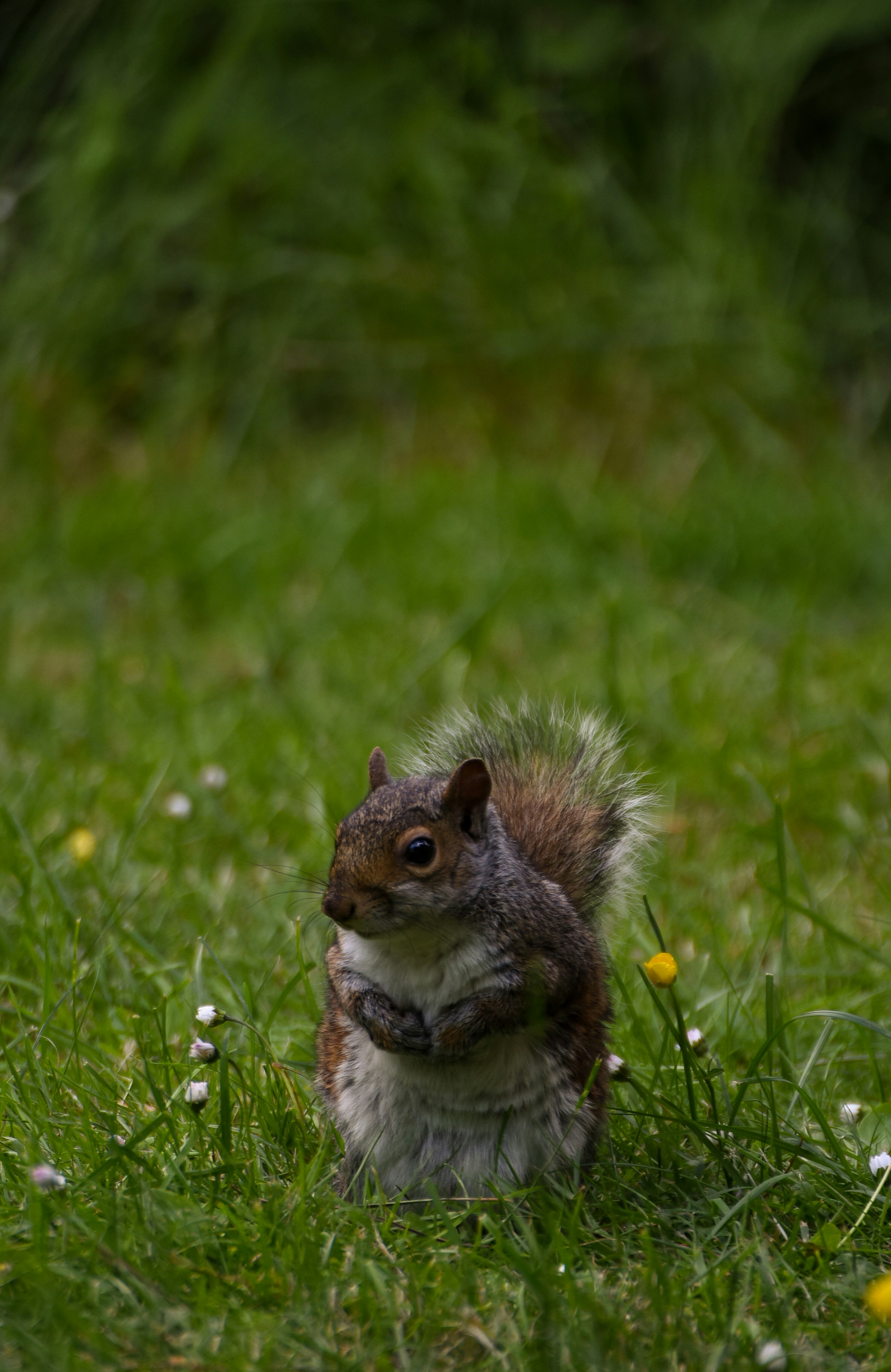 Curious Squirrel amidst Spring Meadow