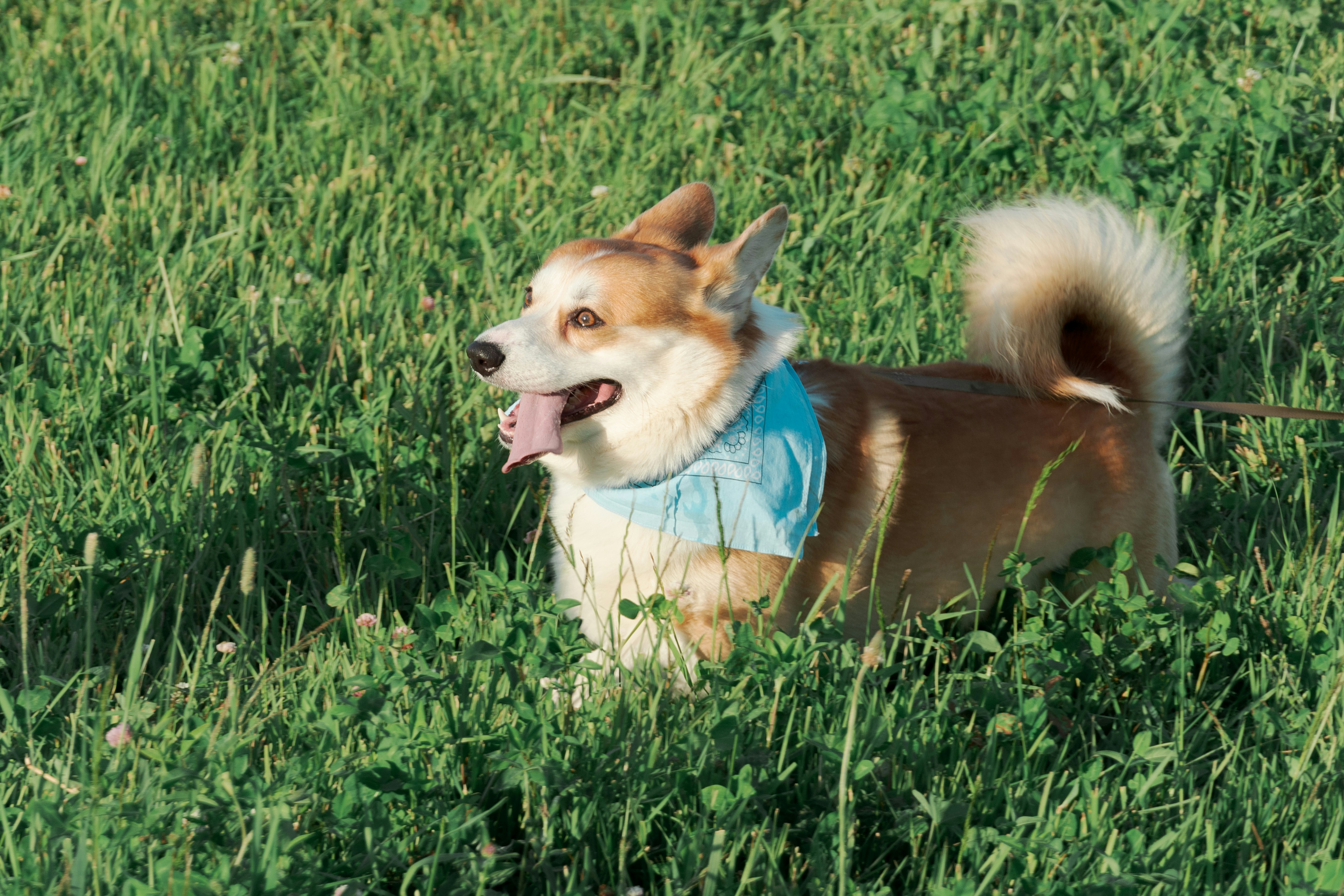 Sunlit Meadow Dash: Corgi in a Blue Bandana