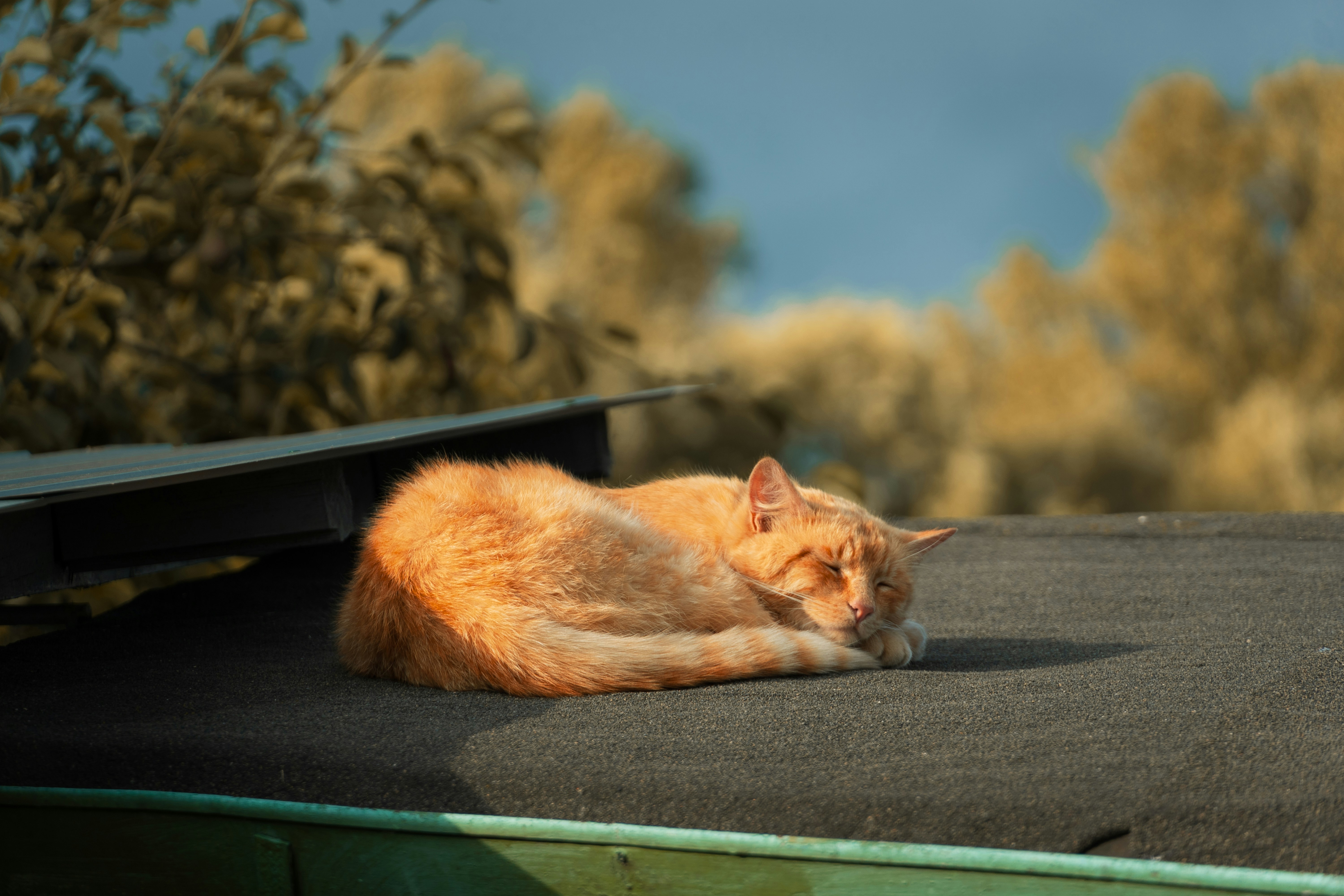 An orange cat laying on top of a roof