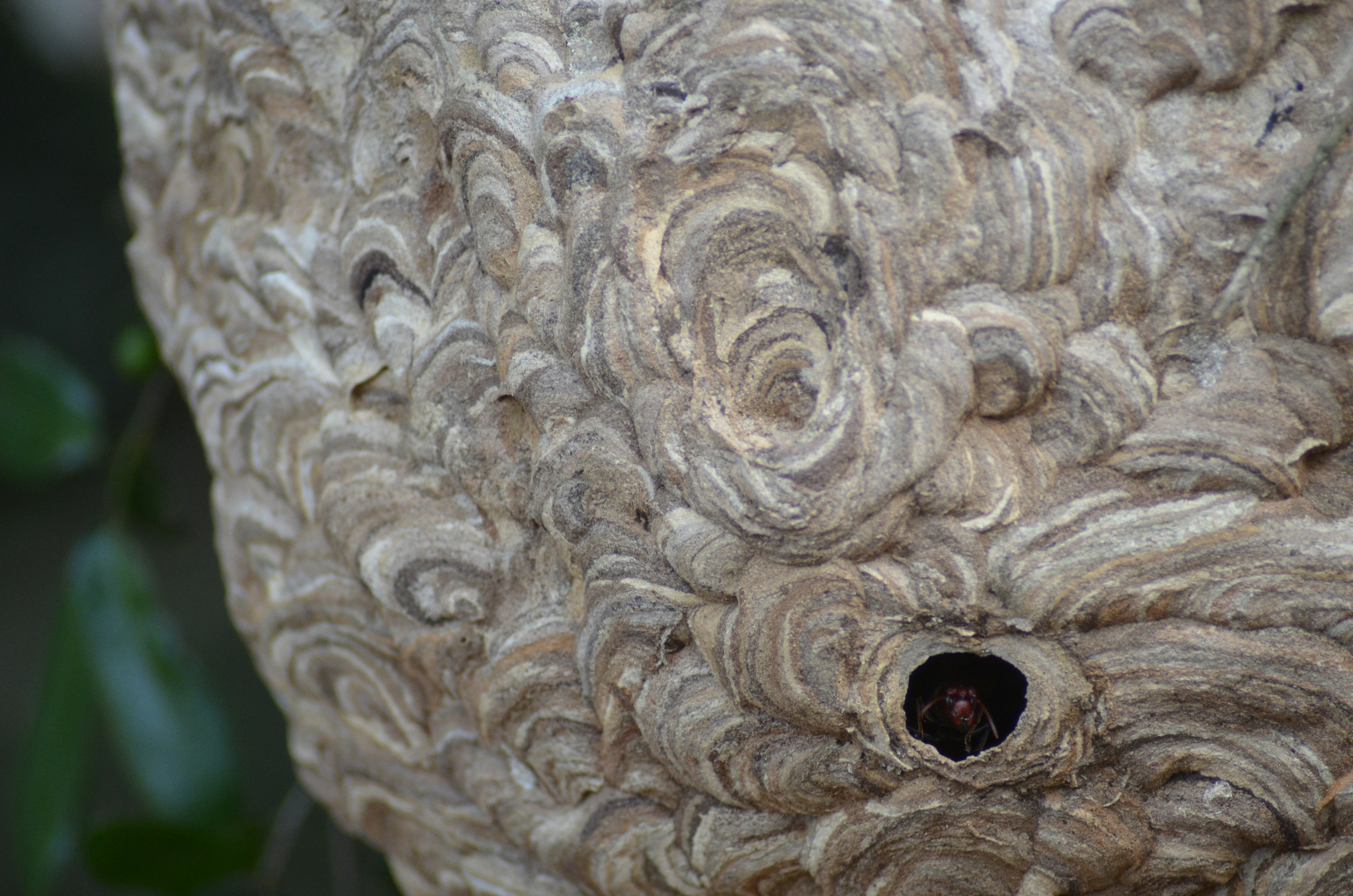 Whorl of Time: a knothole among spiral bark rings