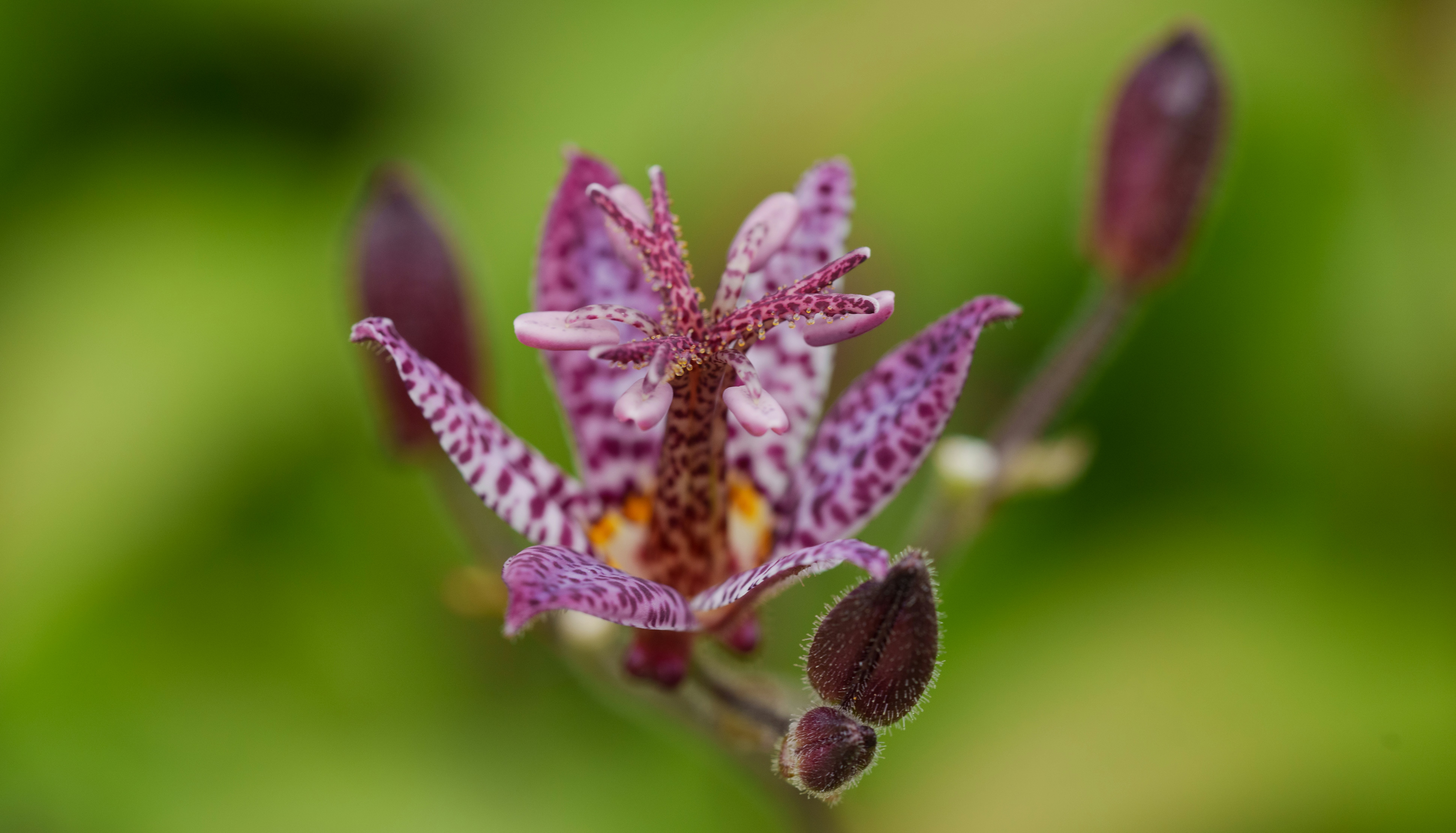 Macro Portrait of a Pink-Spotted Flower Against Velvet Green Blur