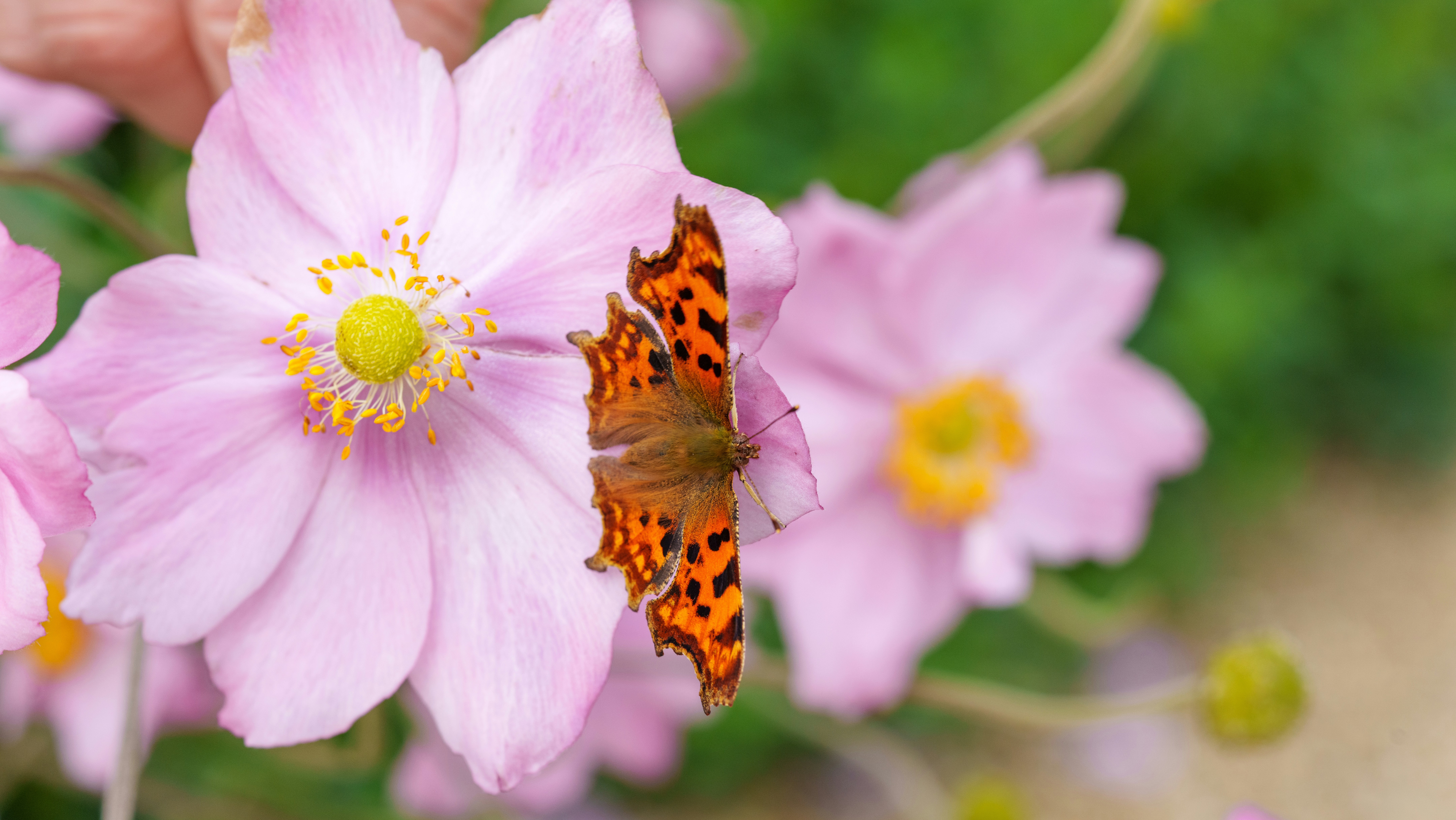 Painted Lady butterfly on a blush pink bloom