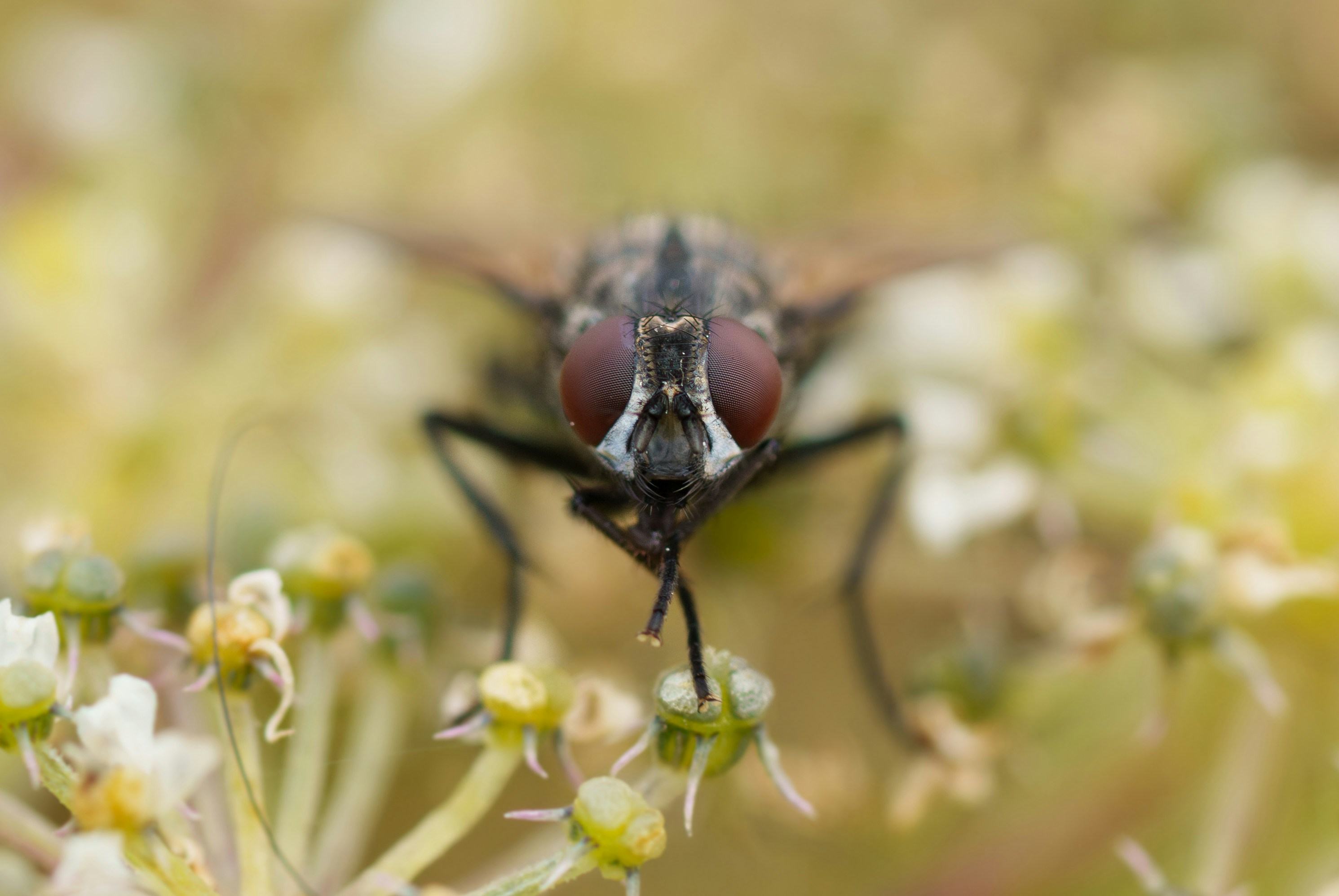 Hoverfly Gaze: Close-Up Macro Portrait in Pale Spring Blossoms