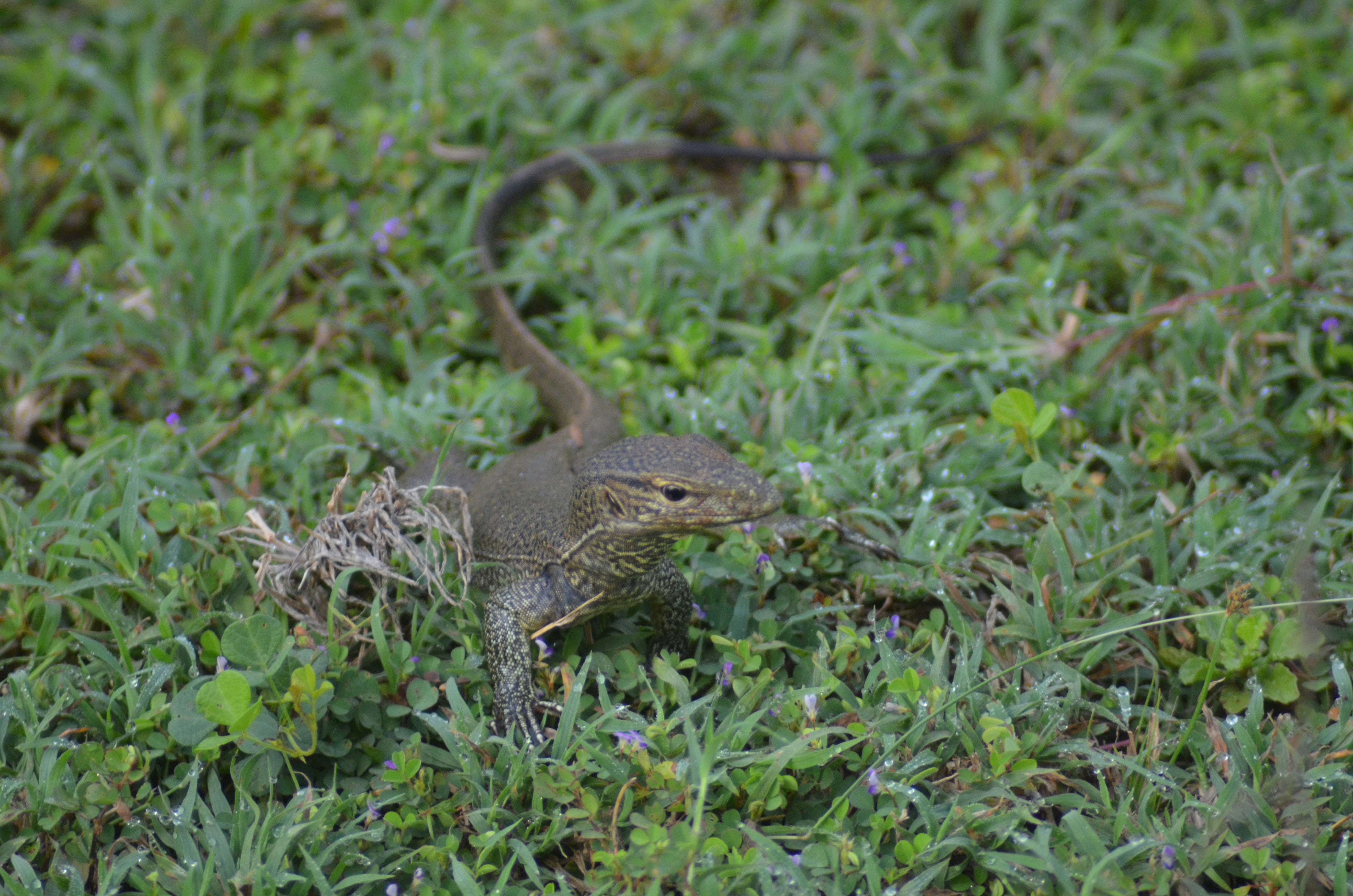 Hidden Guardian: a lizard threads through a clover-studded meadow
