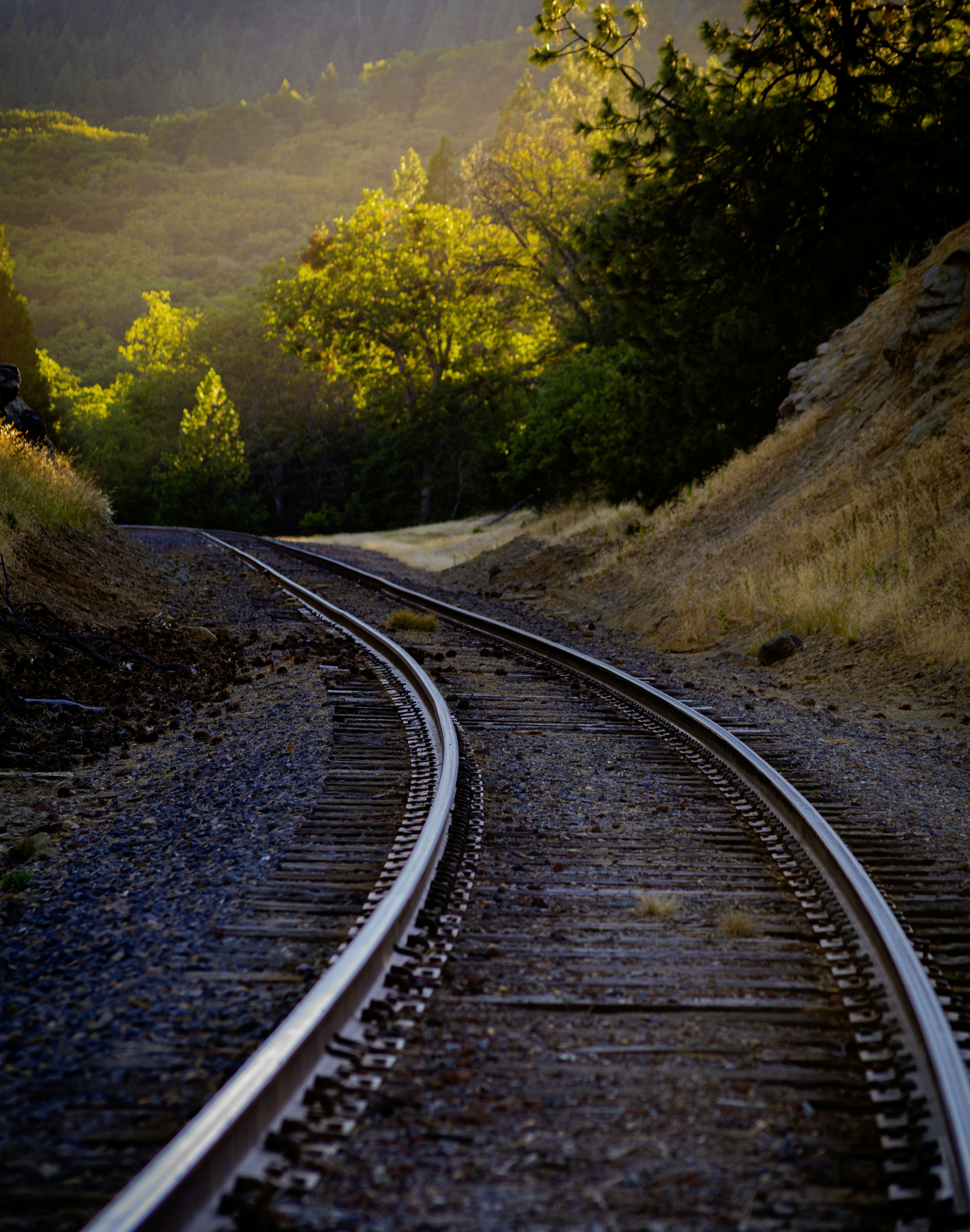Curved railway tracks leading through a sunlit forested landscape.