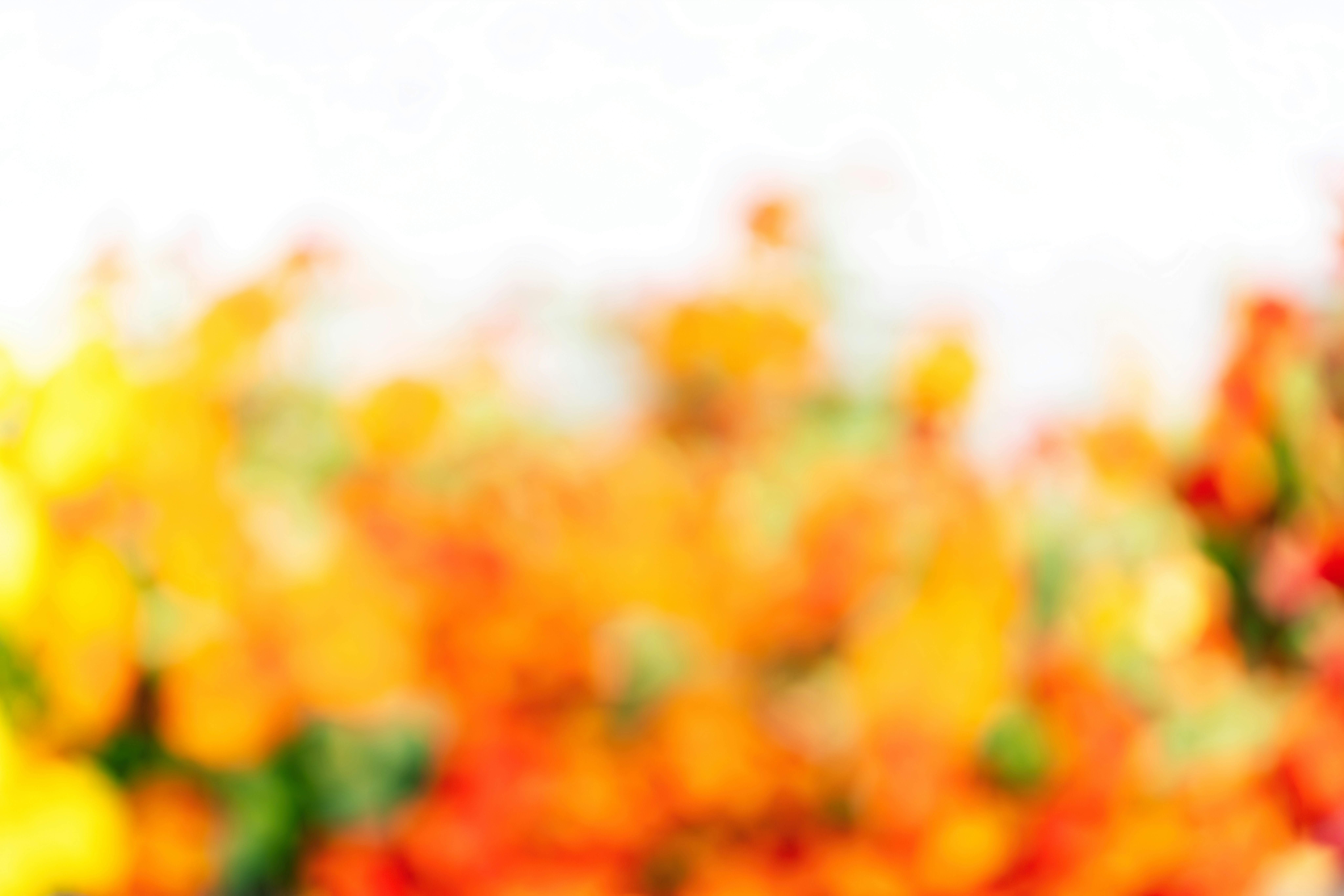 Une photo floue d’un bouquet de fleurs photo – Image gratuite de Fleur ...