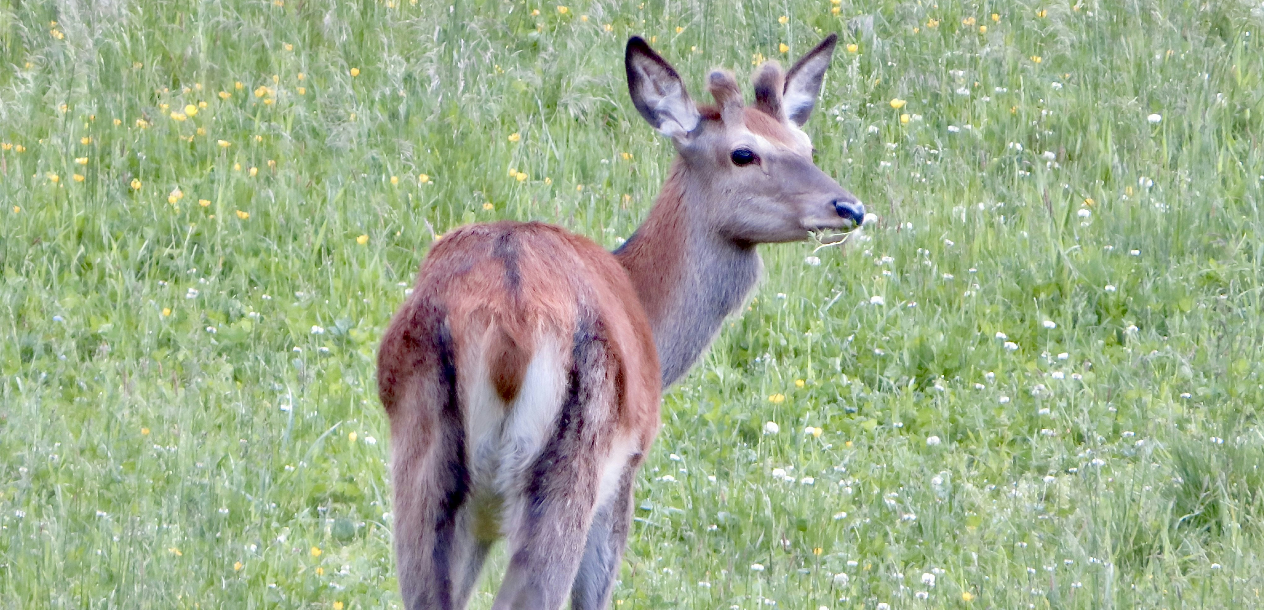 Young male deer!