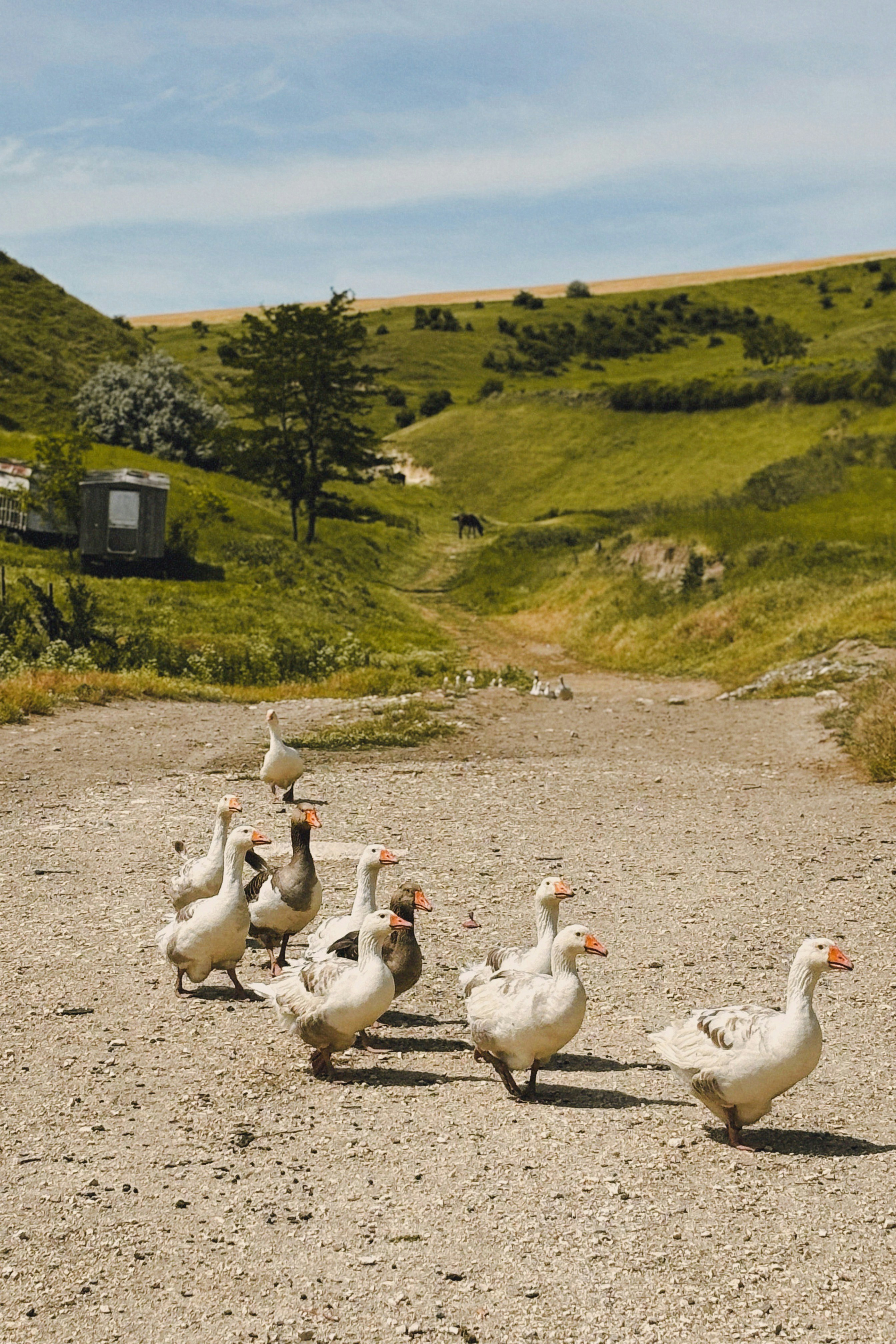 Gaggle on the Gravel: A Rural Duck Parade Under Open Skies