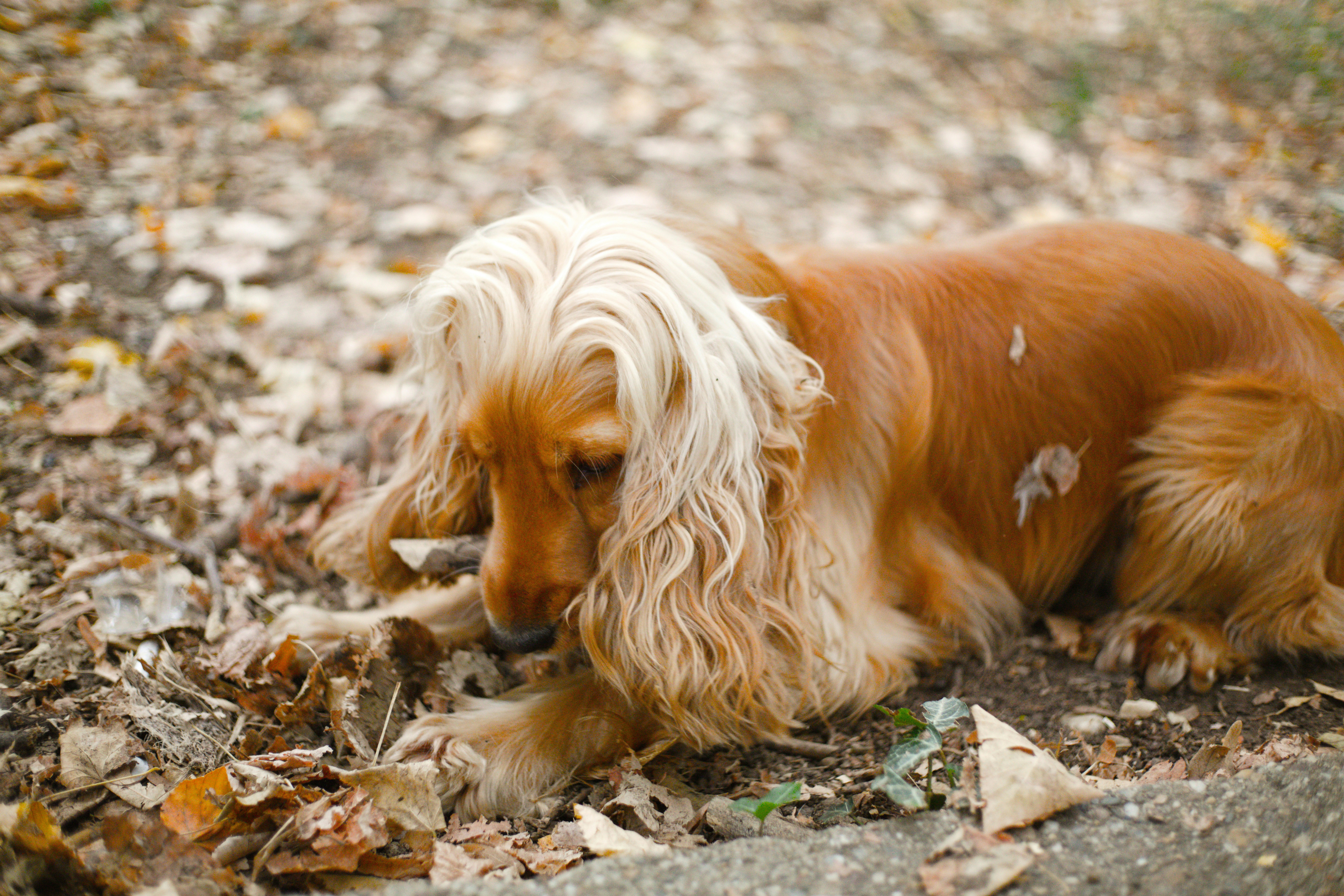 Golden Spaniel in a Quiet Fall Leaf Bed