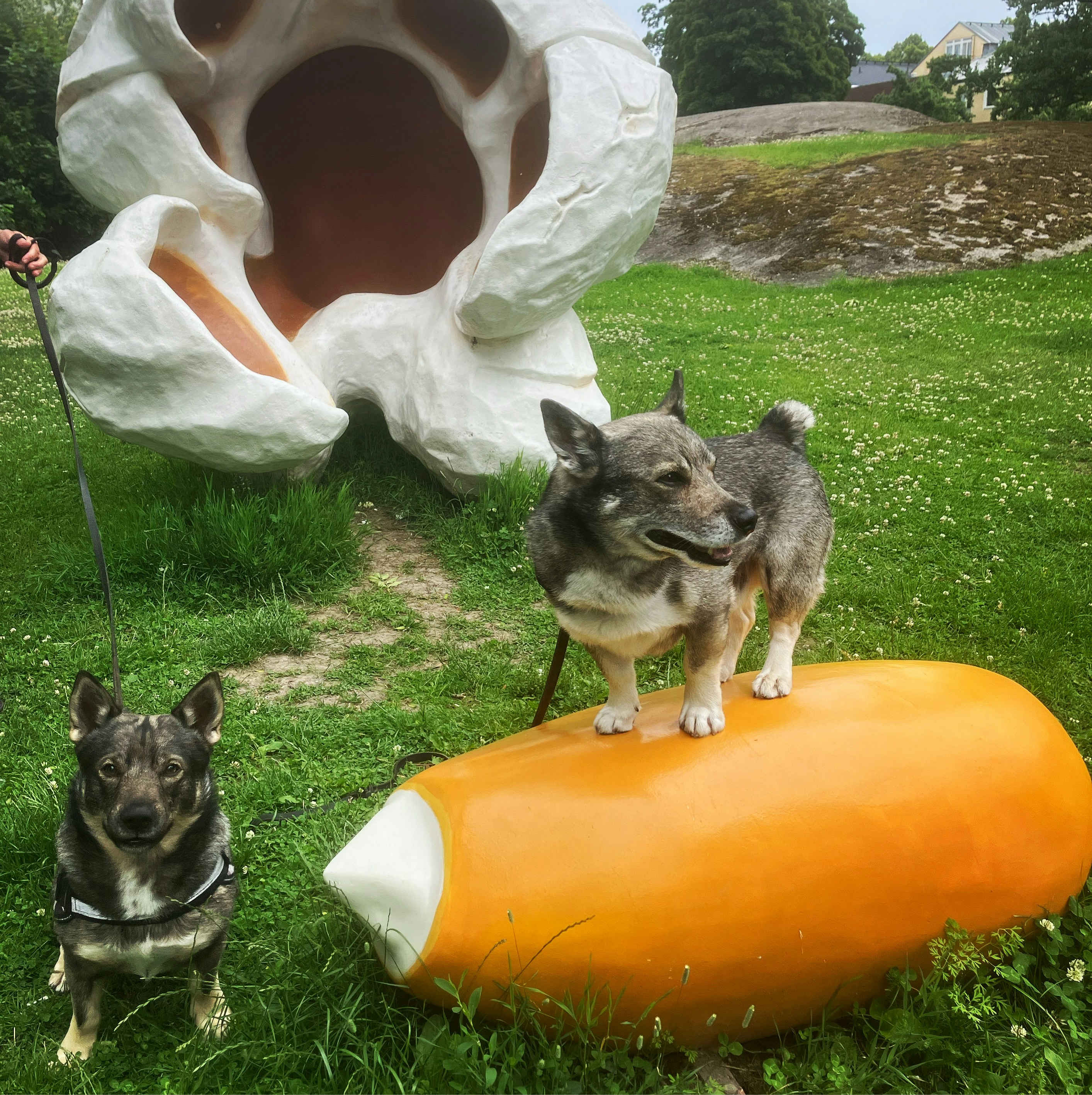Paws on a Giant Carrot: Canine Duo in a Surreal Park Installation