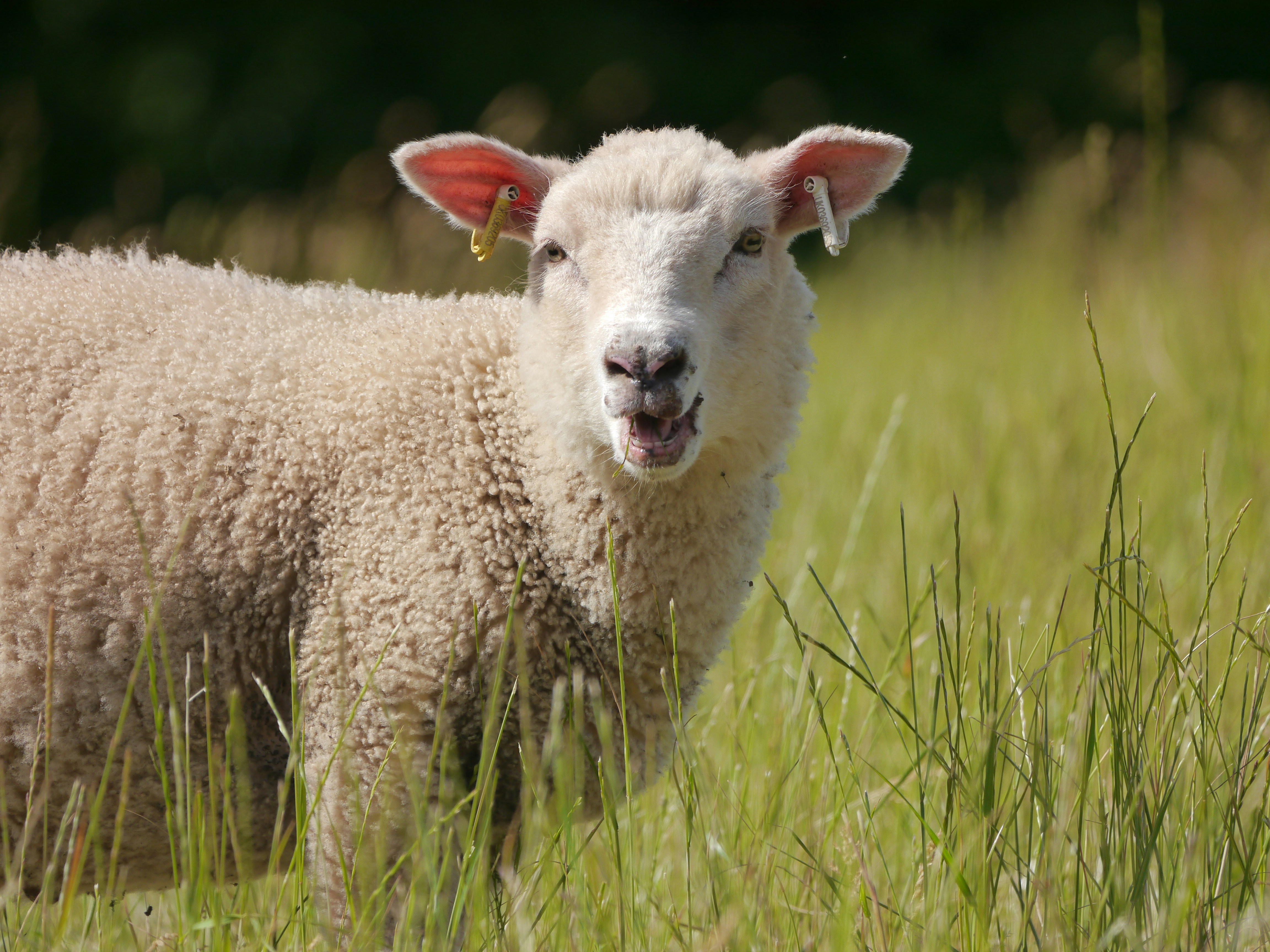 A sheep standing in a field of tall grass photo – Free Animal Image on ...