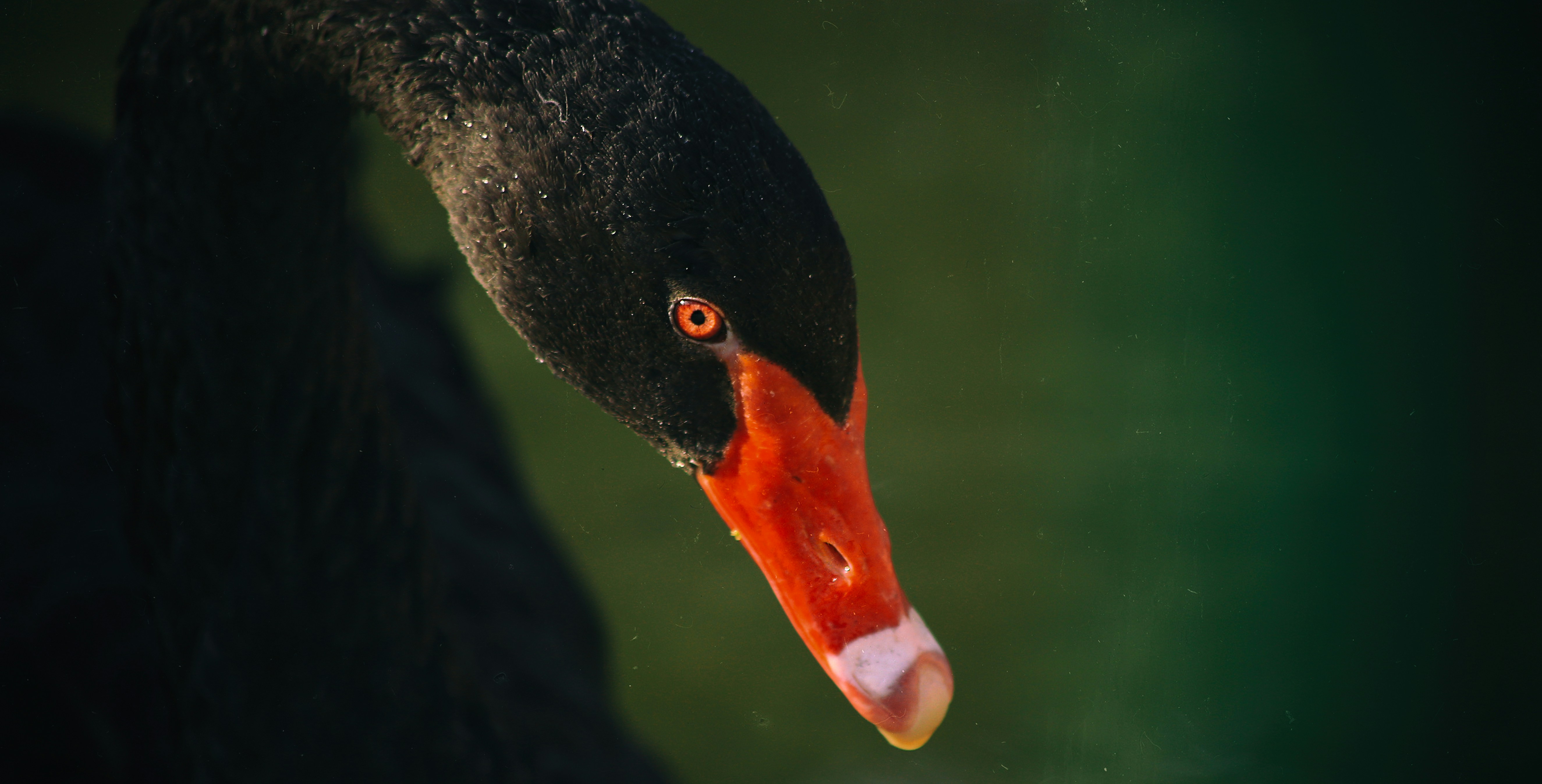Close-up of a black swan's head, showcasing its striking red beak and intense gaze against a softly blurred background.