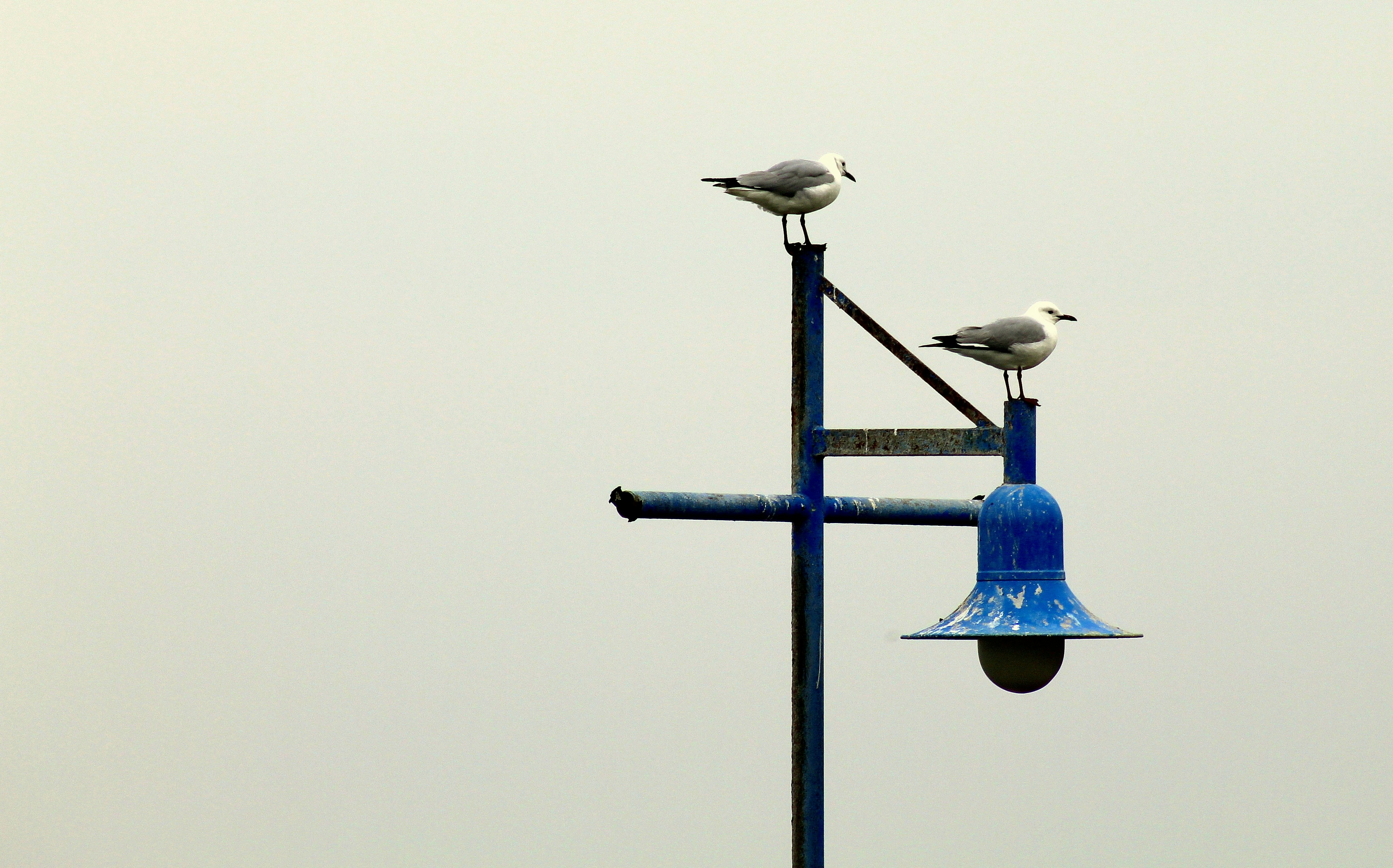 Blue Beacon Sentinels: Two Seagulls Perch Above a Quiet Horizon