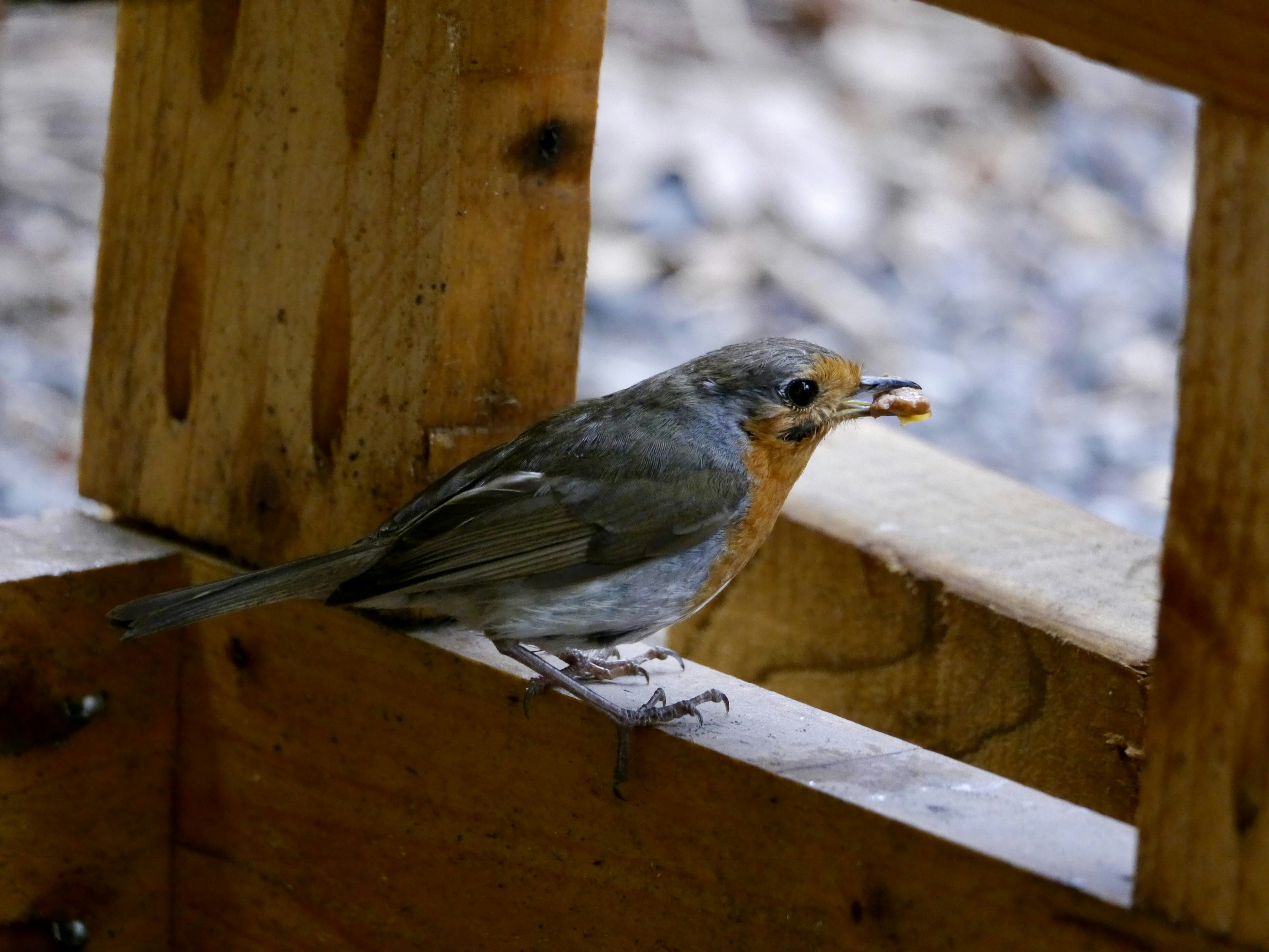 Seed-Grabber on Cedar: A Blue-Gray Songbird's Quiet Moment