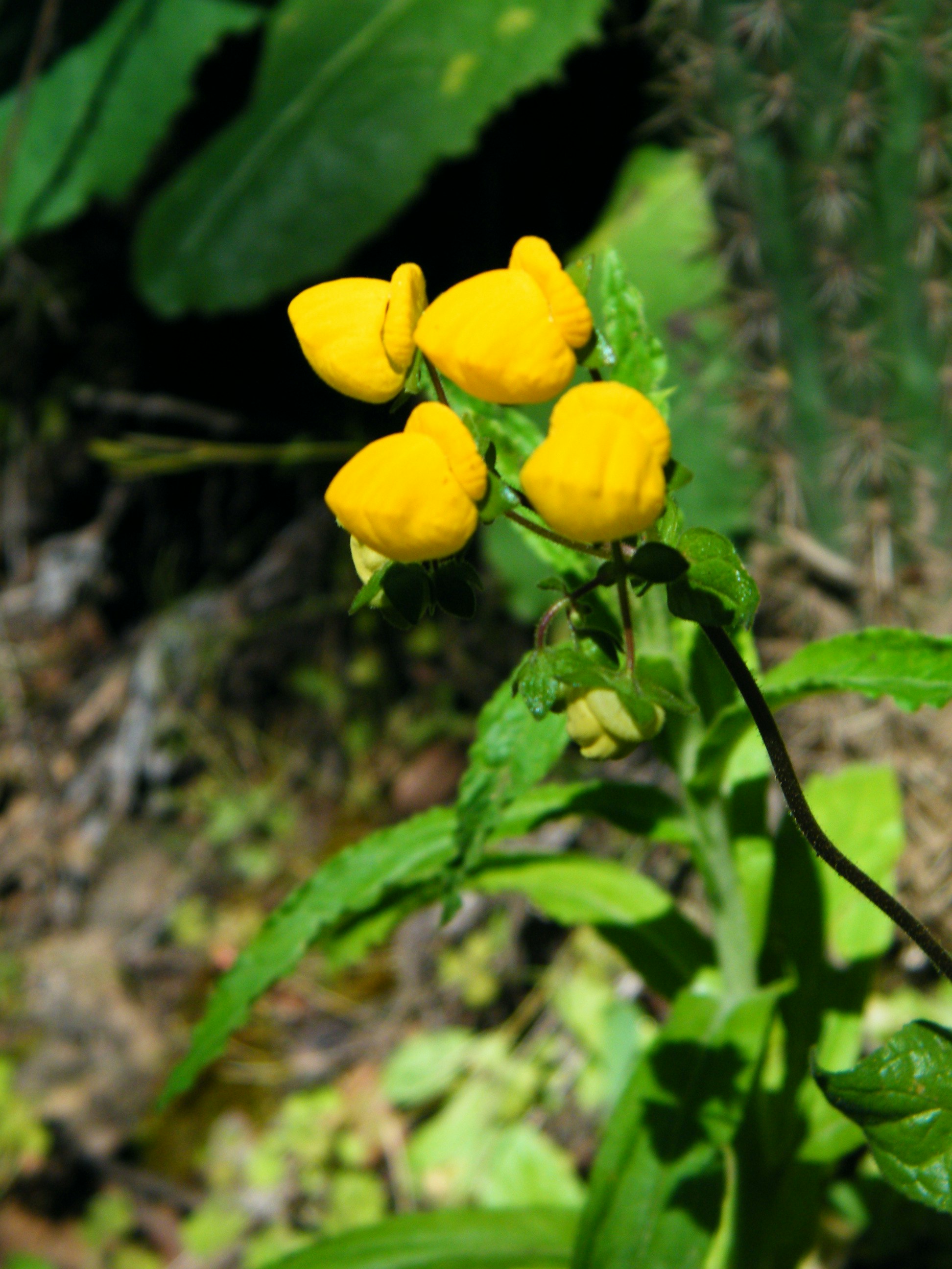 Close-up color photograph of three small yellow bellflowers along a winding stem with a blurred natural background.