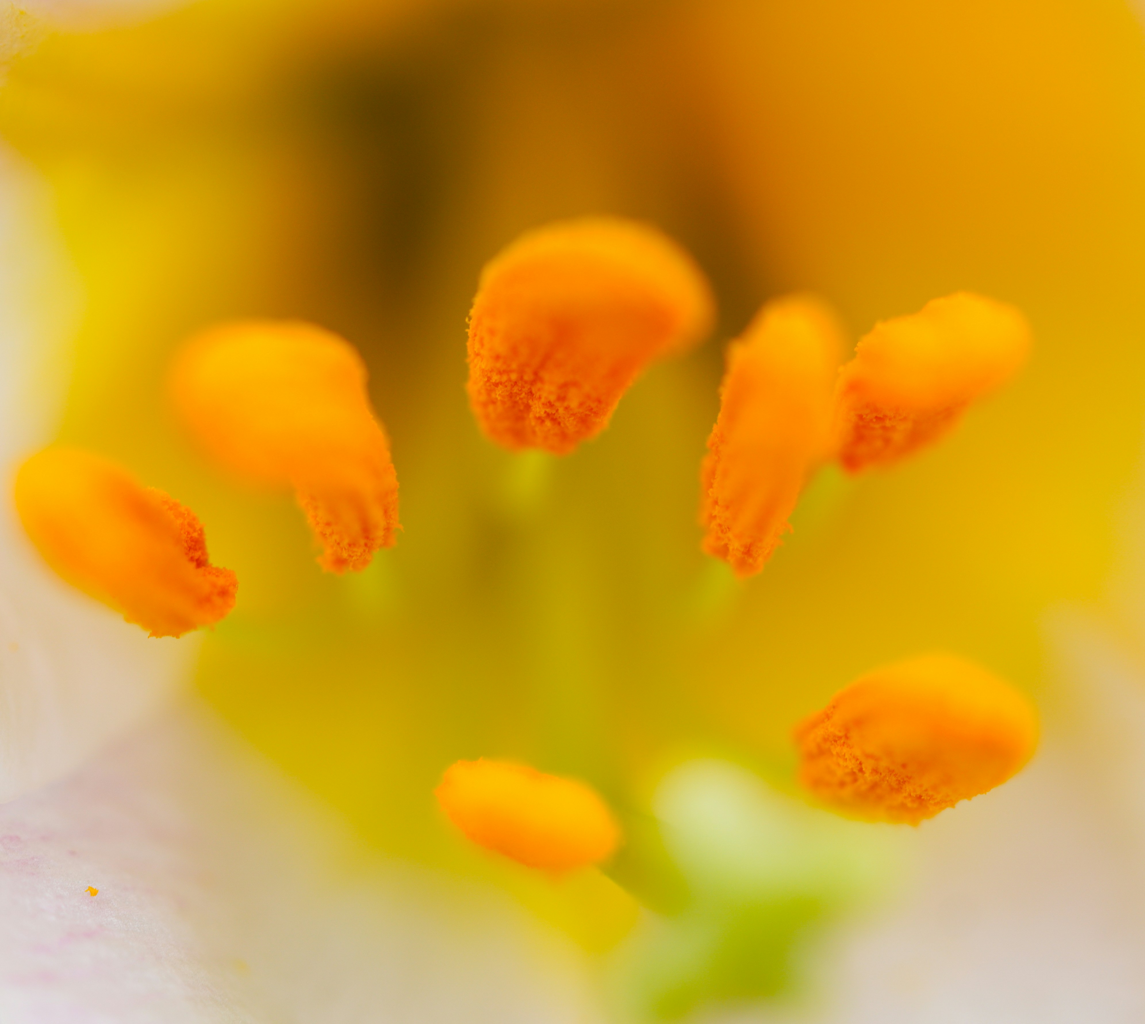 Amber Stamen Portrait: Macro close-up of pollen-laden anthers