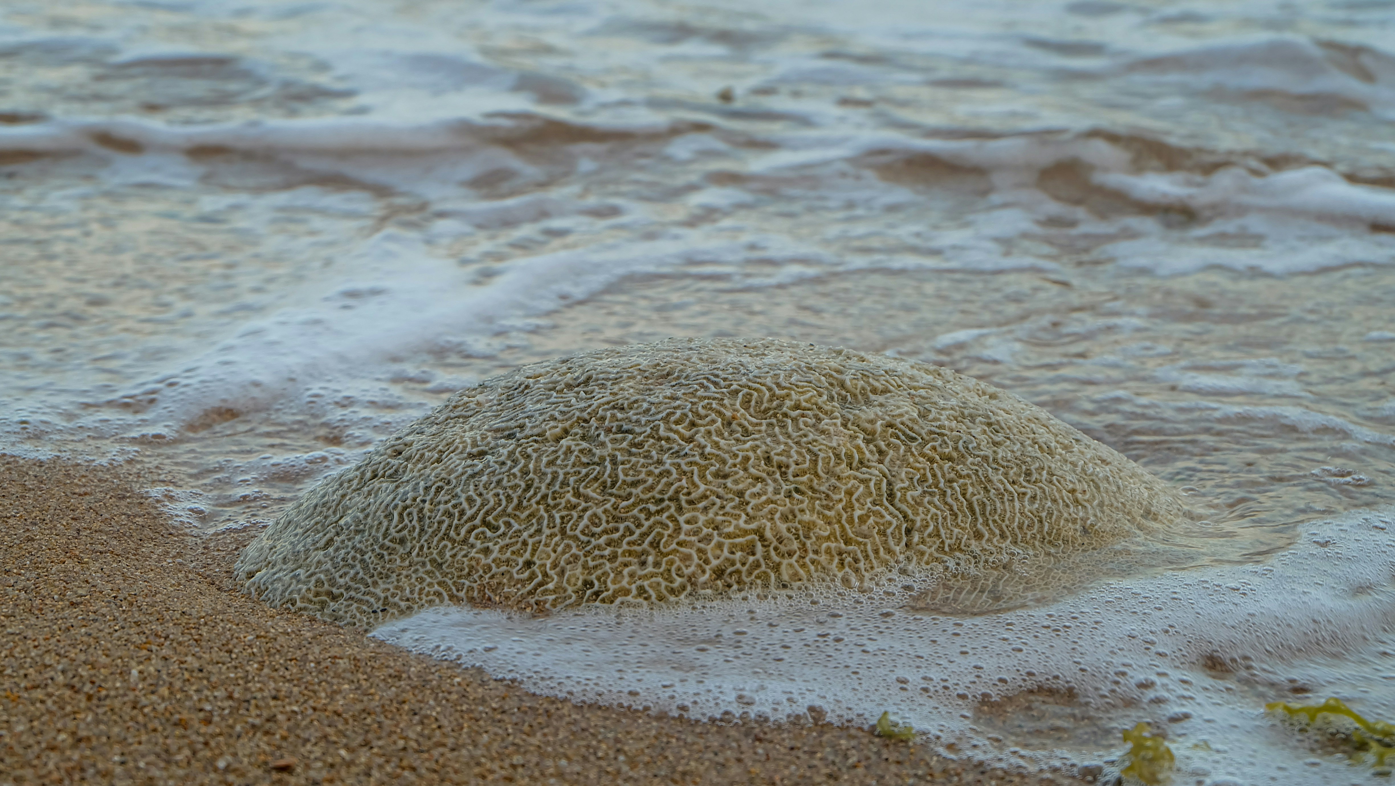 Brain Coral at the Tide's Edge: Texture Meets Foam on a Quiet Beach