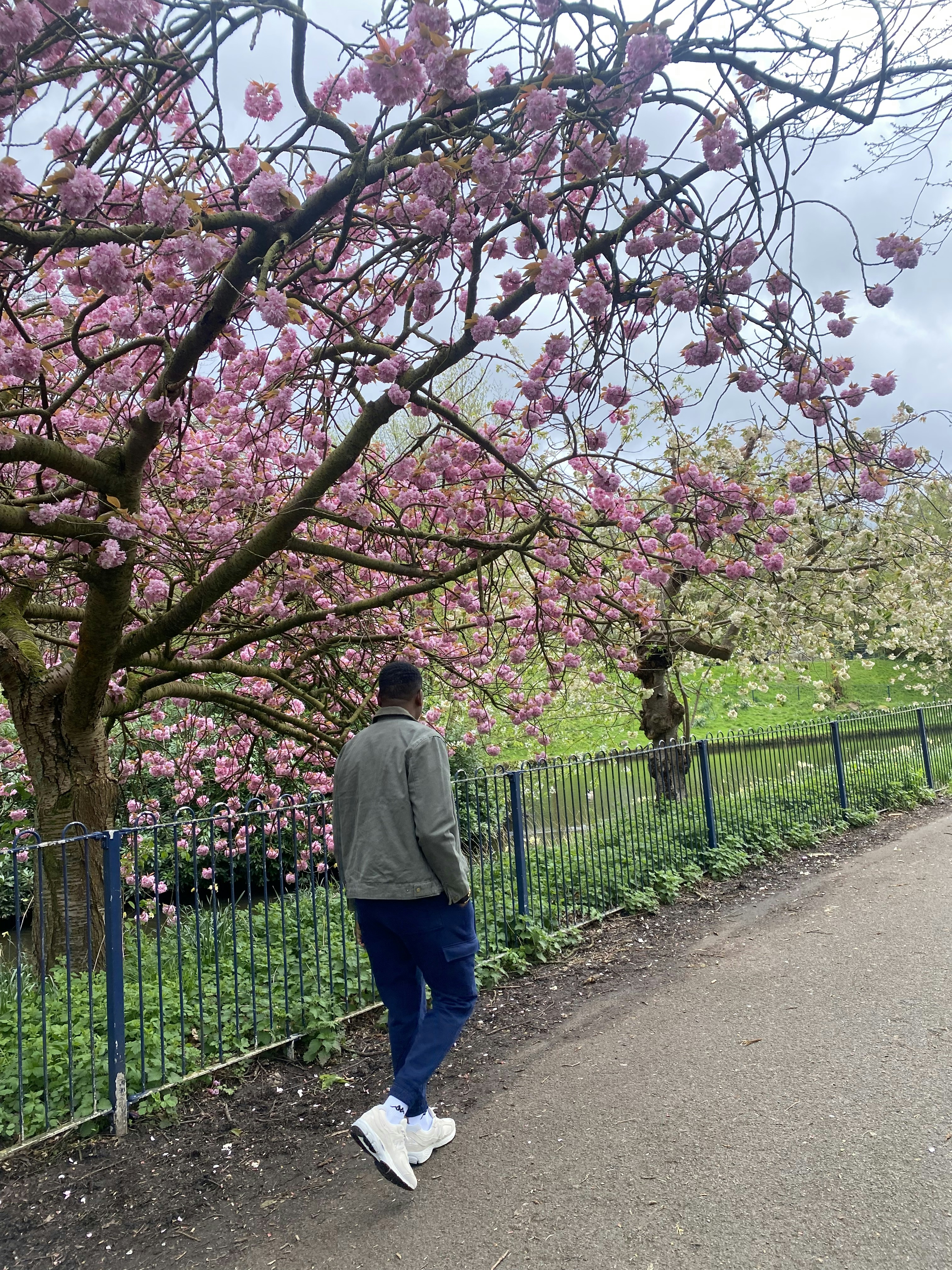 Under the Pink Canopy: A Quiet Walk Along Blooming Cherry Trees