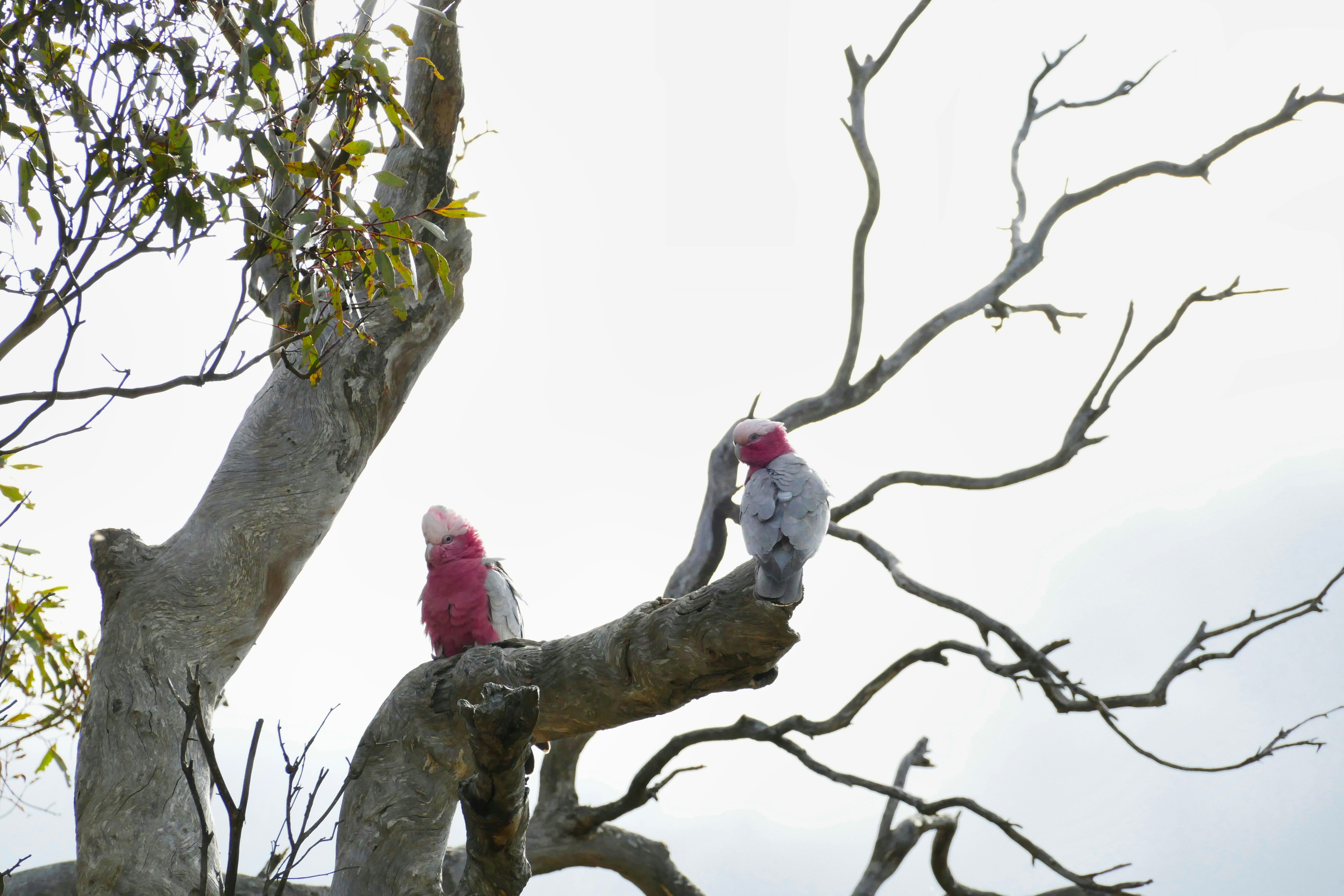 Two Pink Cockatoos Perched on a Gnarled Branch in Winter Silence
