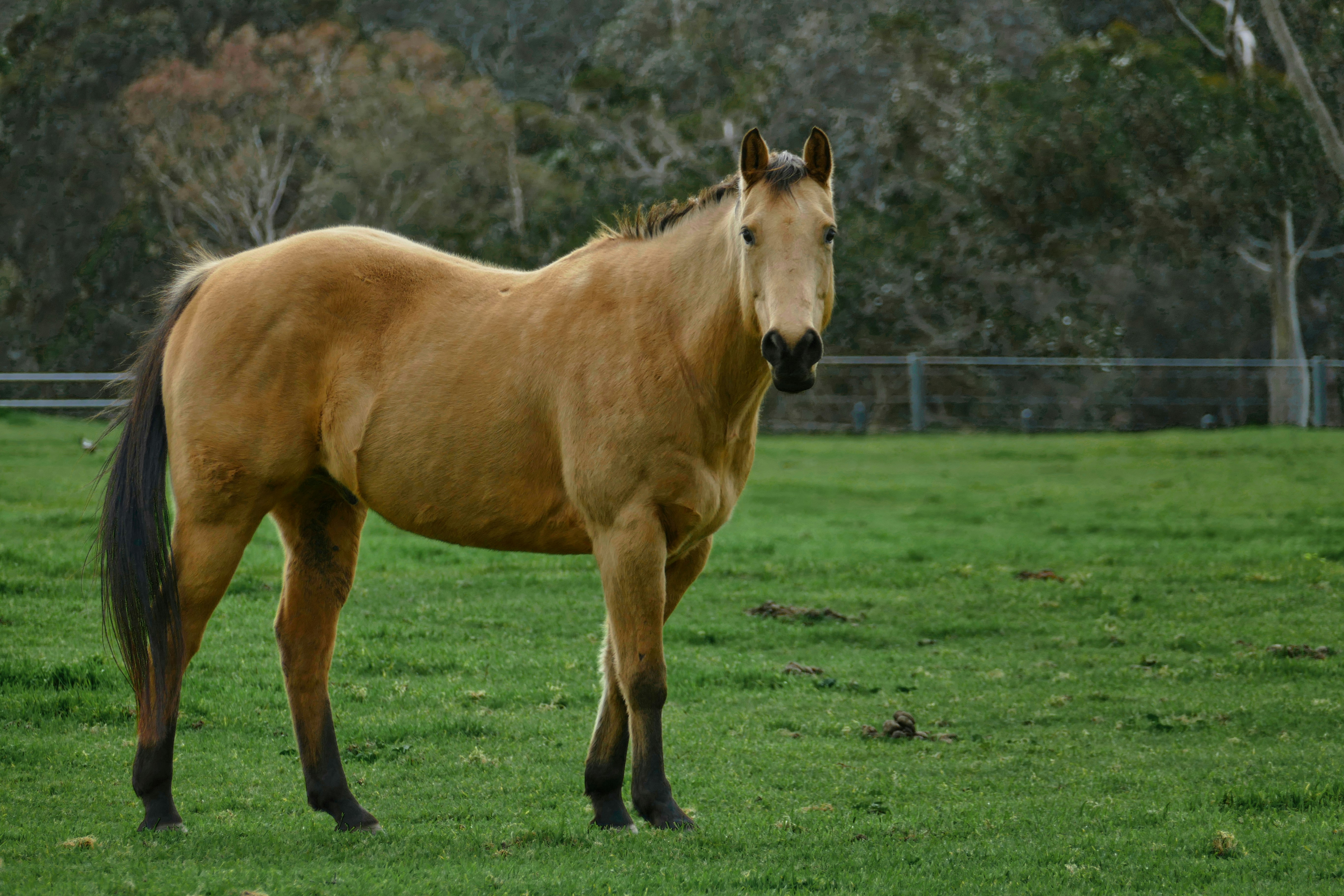 Palomino in a Quiet Pasture: A Solitary Moment Beneath Subdued Light