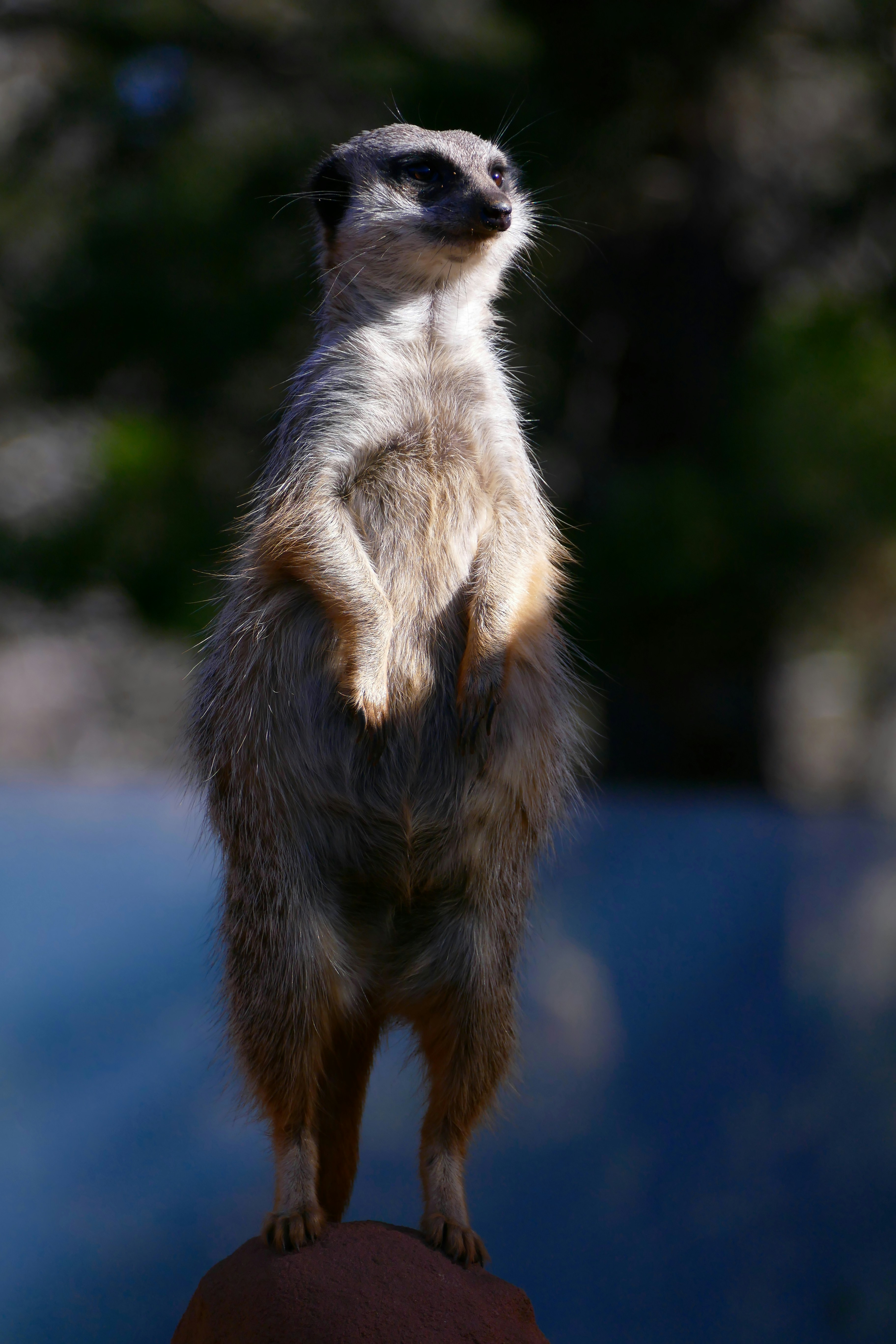 Alert Meerkat on Watch