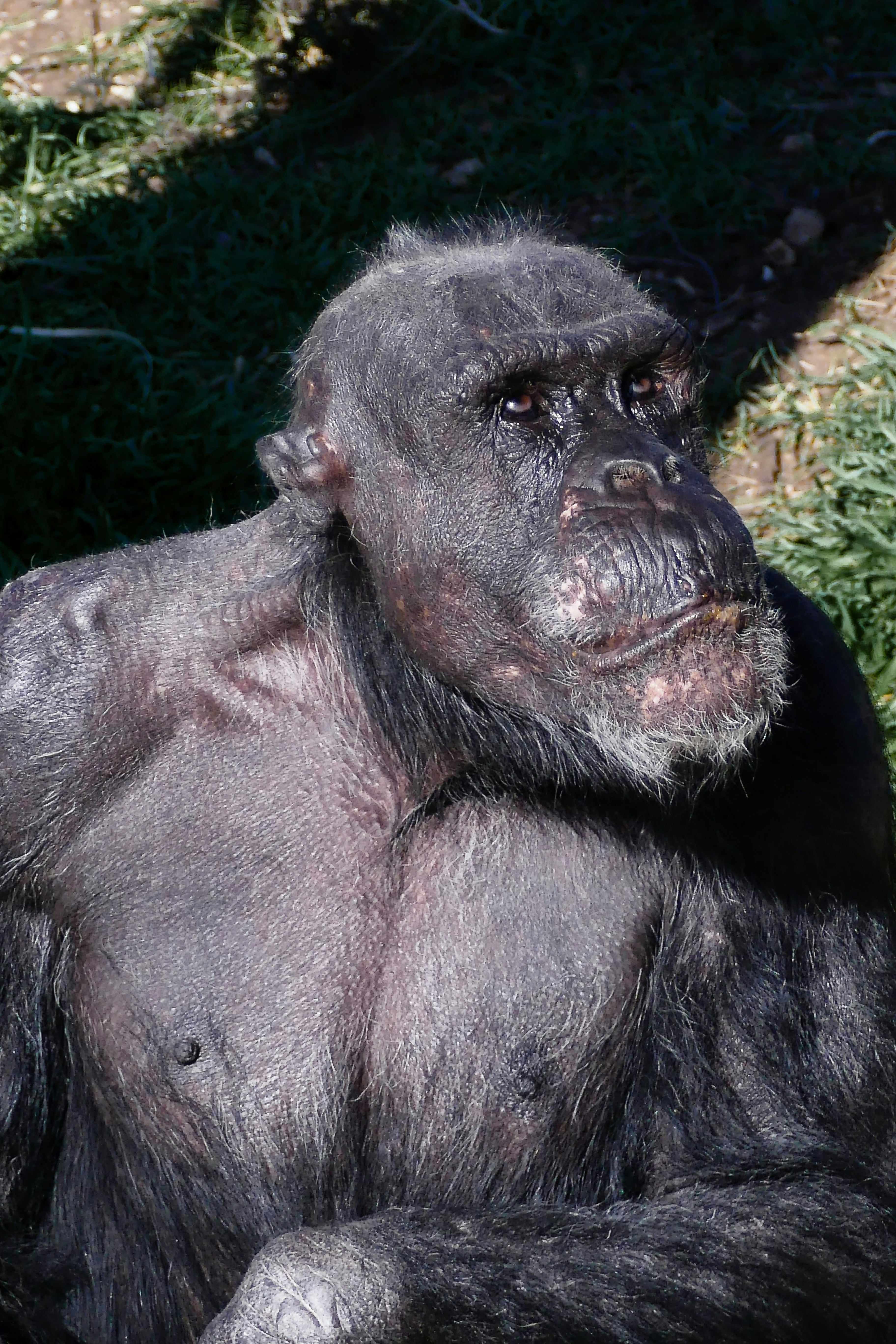 Sunlit Contemplation: A Chimpanzee's Quiet Gaze in Dappled Shade